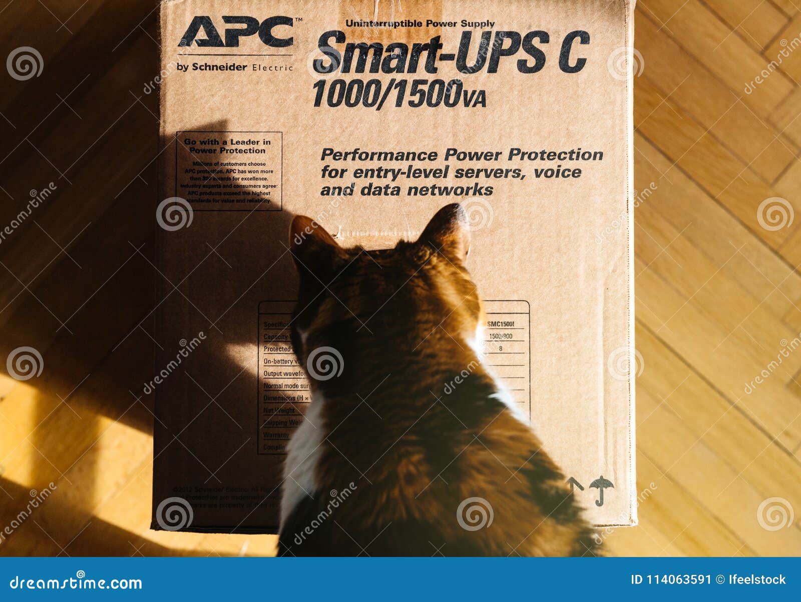 Gato Curioso Que Inspeciona a Bateria Do APC SMART-UPS Foto Editorial ...