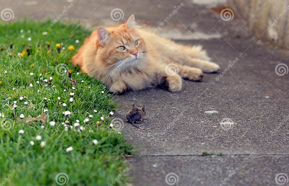 Gato da caça do rato imagem de stock. Imagem de gato - 39989945