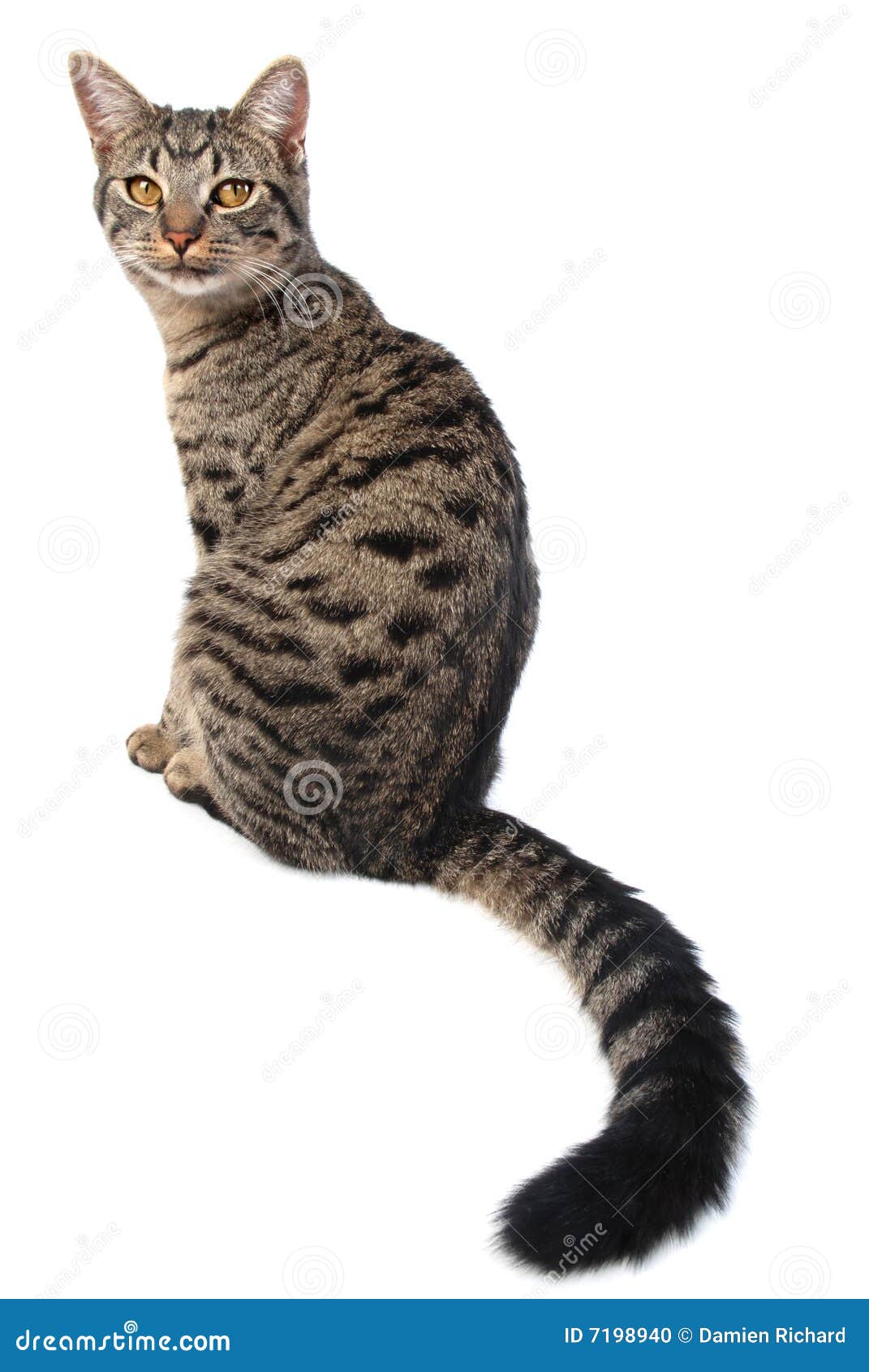 Gato da cauda longa foto de stock. Imagem de gato, tabuleiro - 7198940
