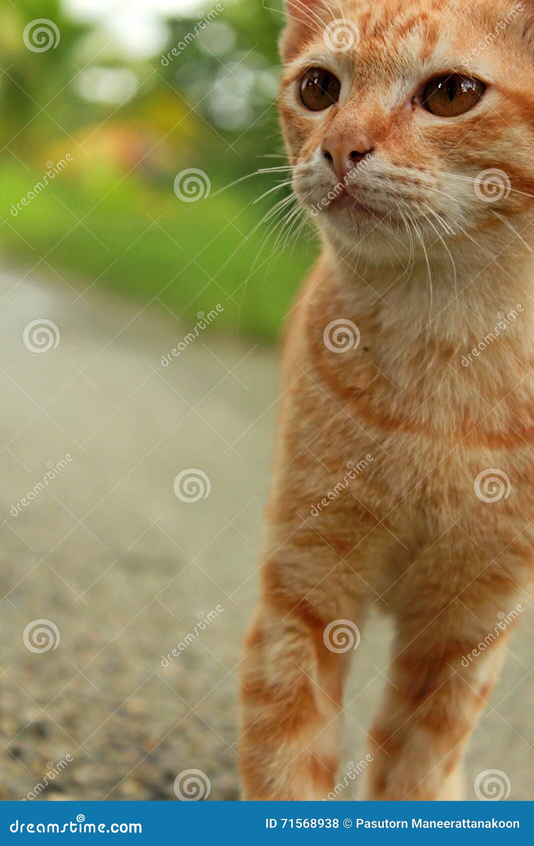 Gato da guerra foto de stock. Imagem de charme, gracioso - 71568938