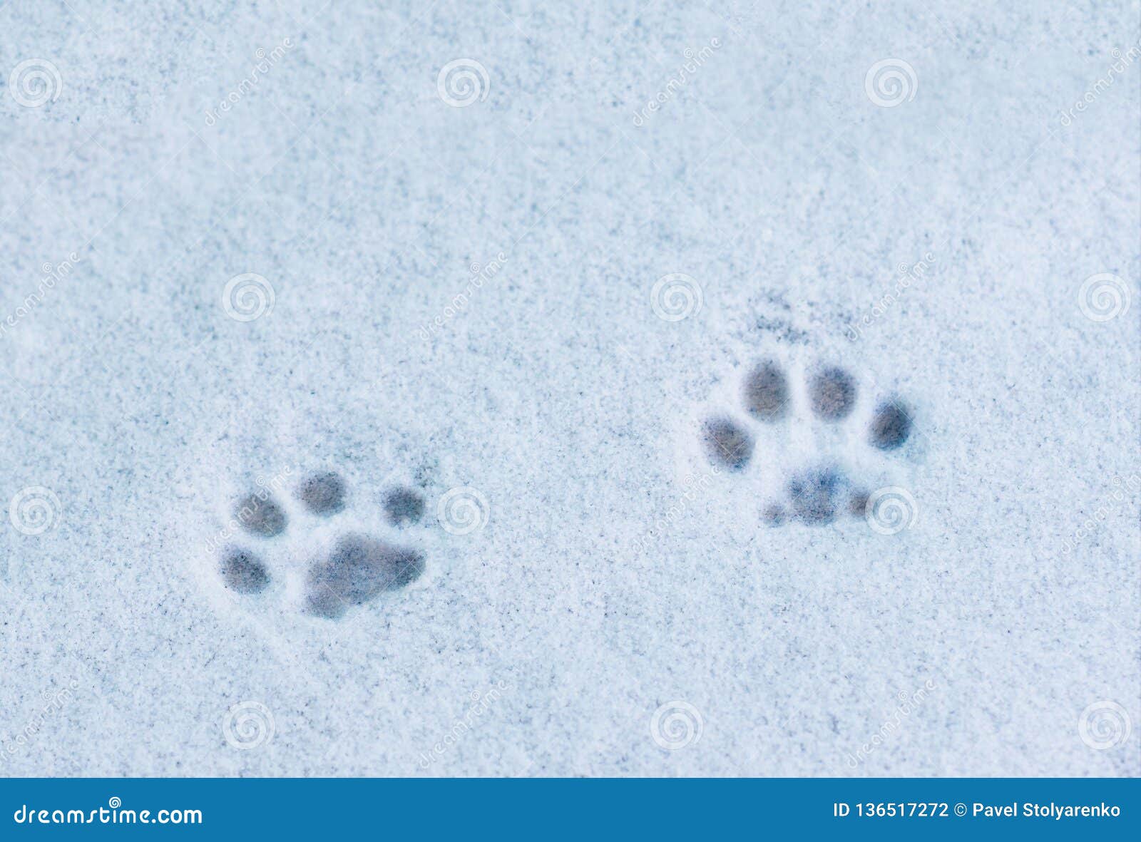 Gato das pegadas na neve foto de stock. Imagem de felino - 136517272