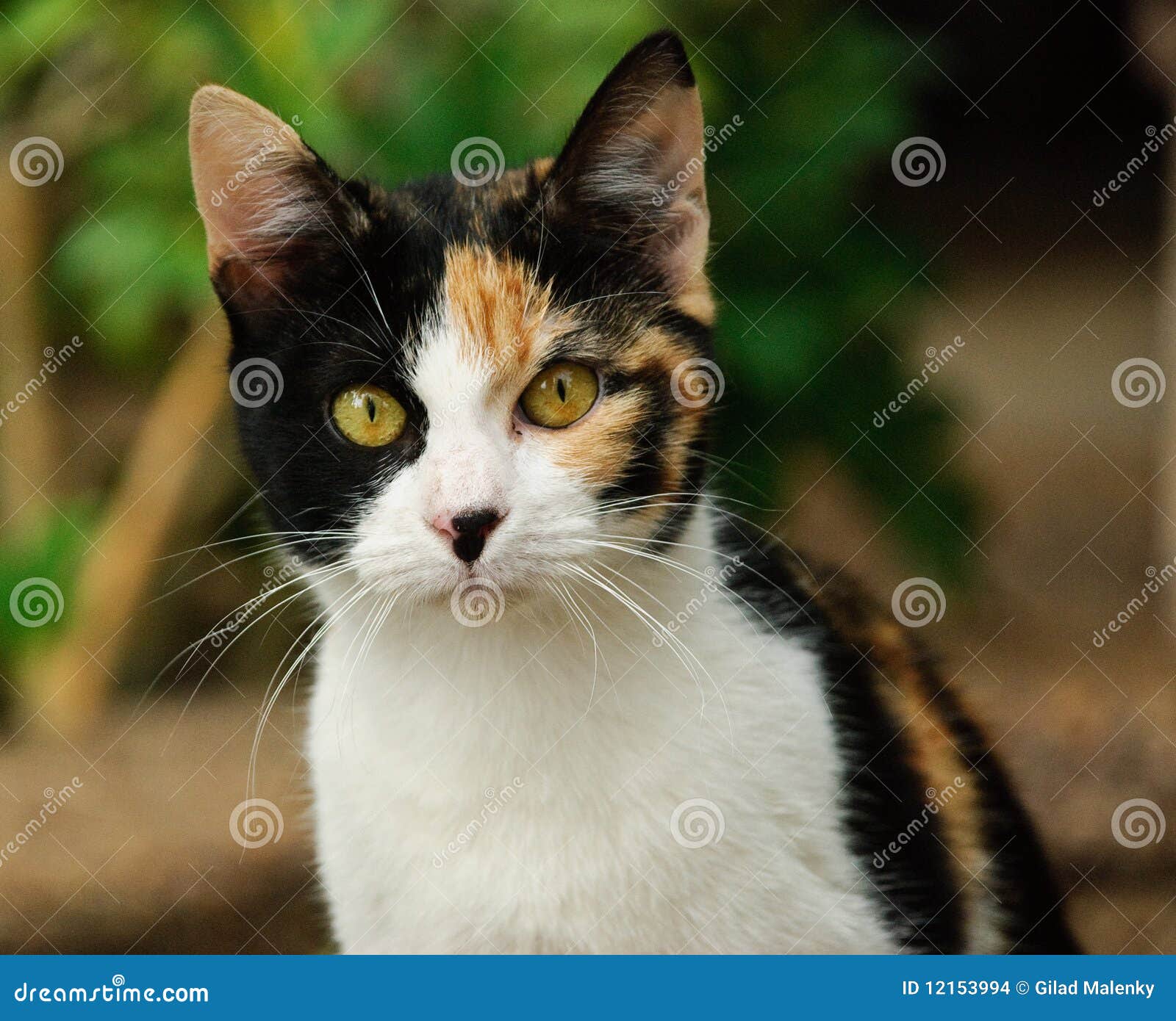 Gato De 3 Colores Imagenes de archivo - Imagen: 12153994