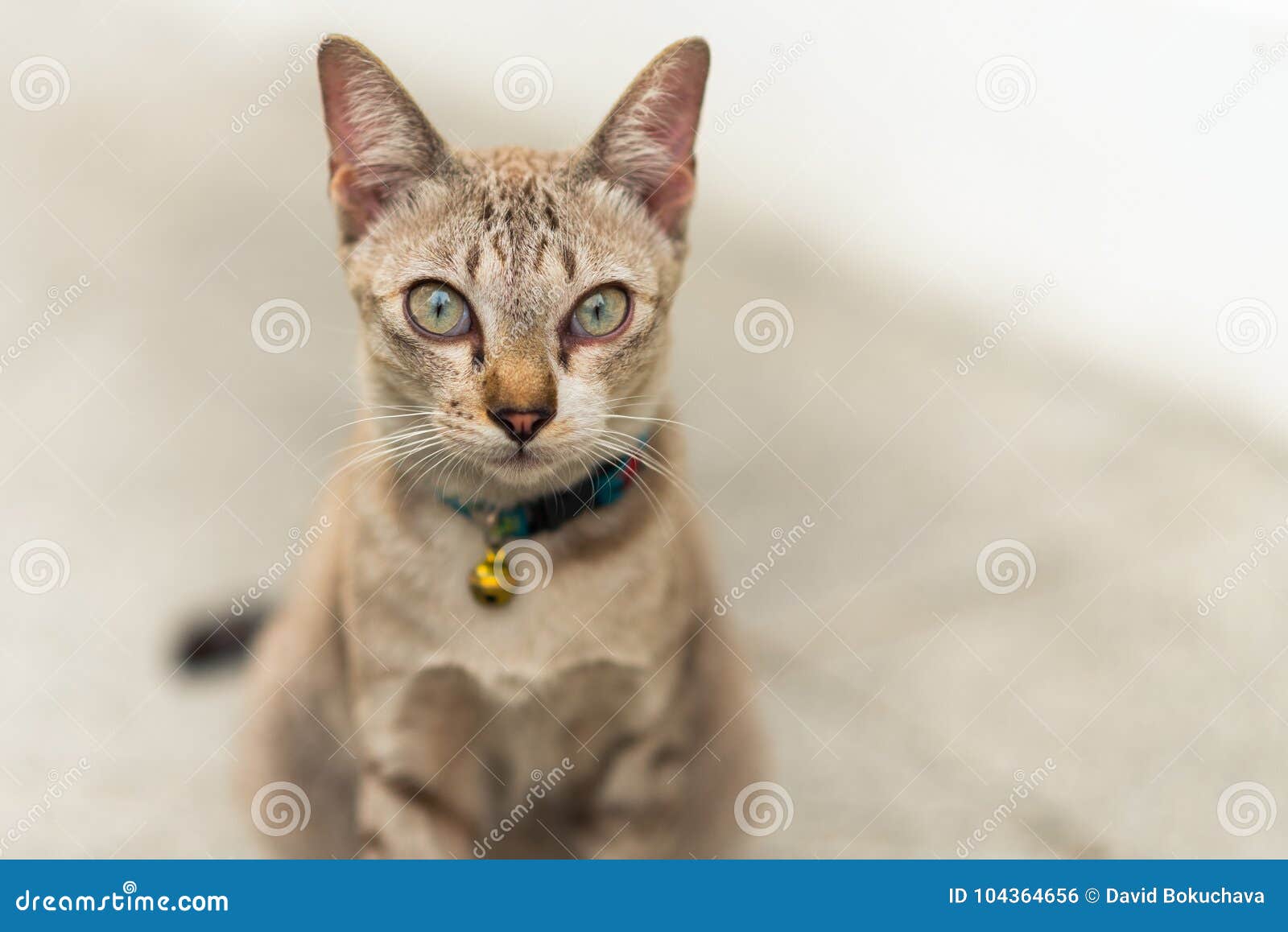 Gato De Gato Atigrado Del Color Crema Foto de archivo - Imagen de ...