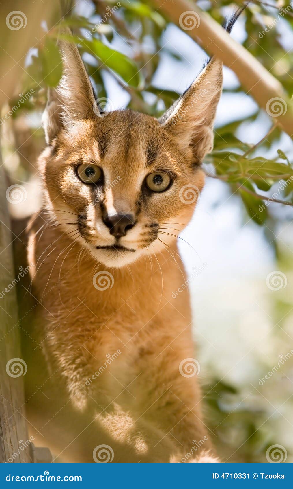 Gato de Caracal imagen de archivo. Imagen de cubo, fauna - 4710331