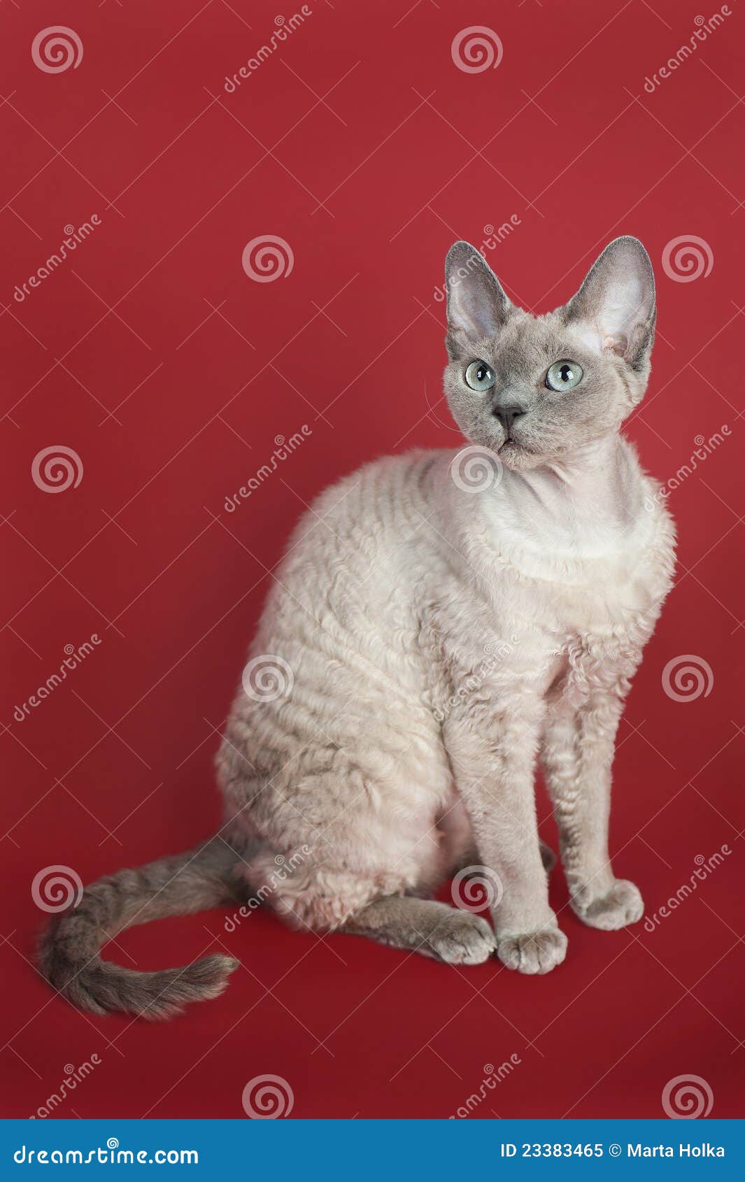 Gato de Devon Rex imagen de archivo. Imagen de mascotas - 23383465