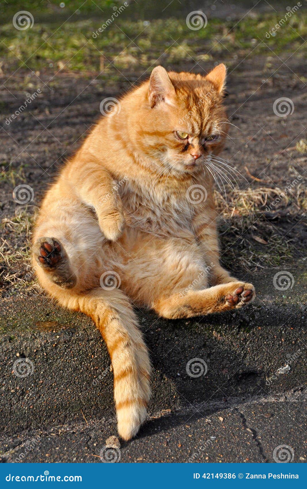 Gato de Garfield foto de archivo. Imagen de garaje, curioso - 42149386