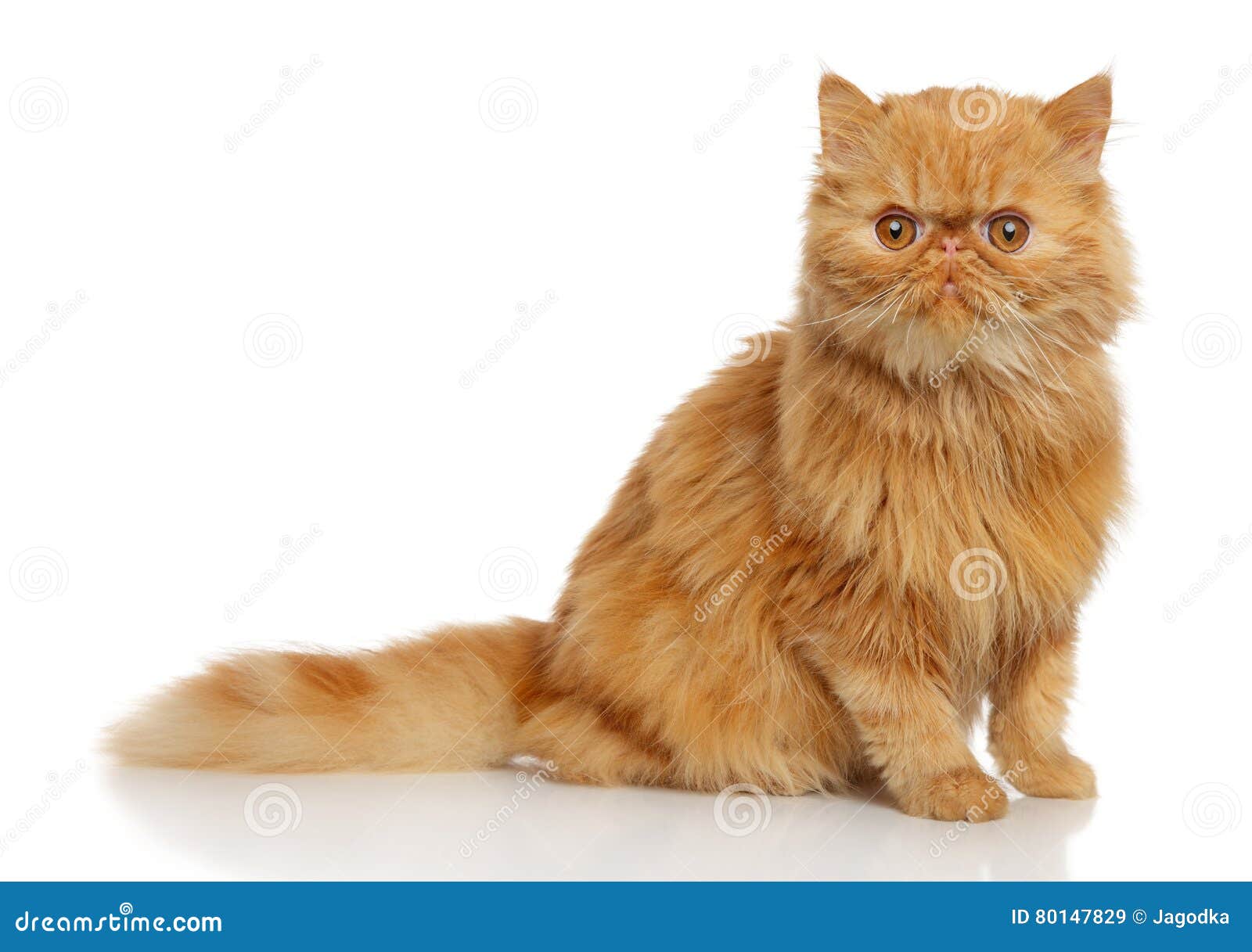 Gato de Ginger Persian imagen de archivo. Imagen de especie - 80147829