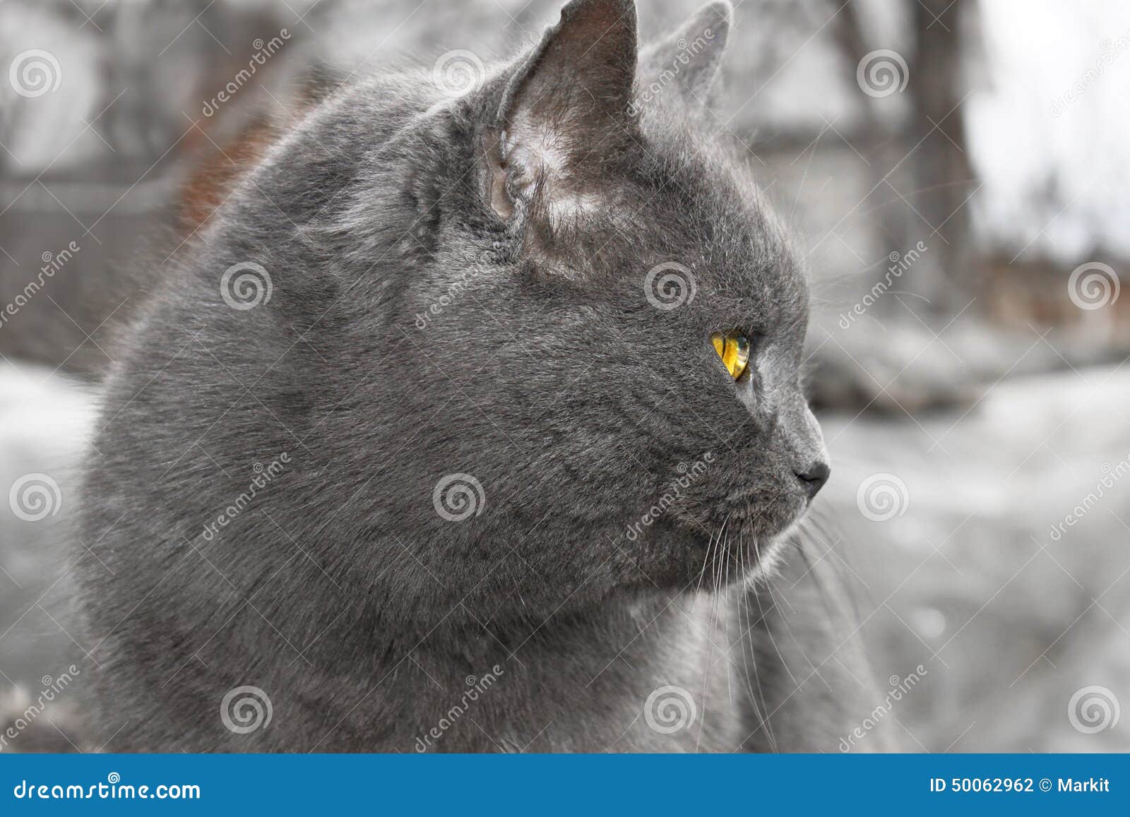 Gato de Gray Mature fora foto de stock. Imagem de naughty - 50062962