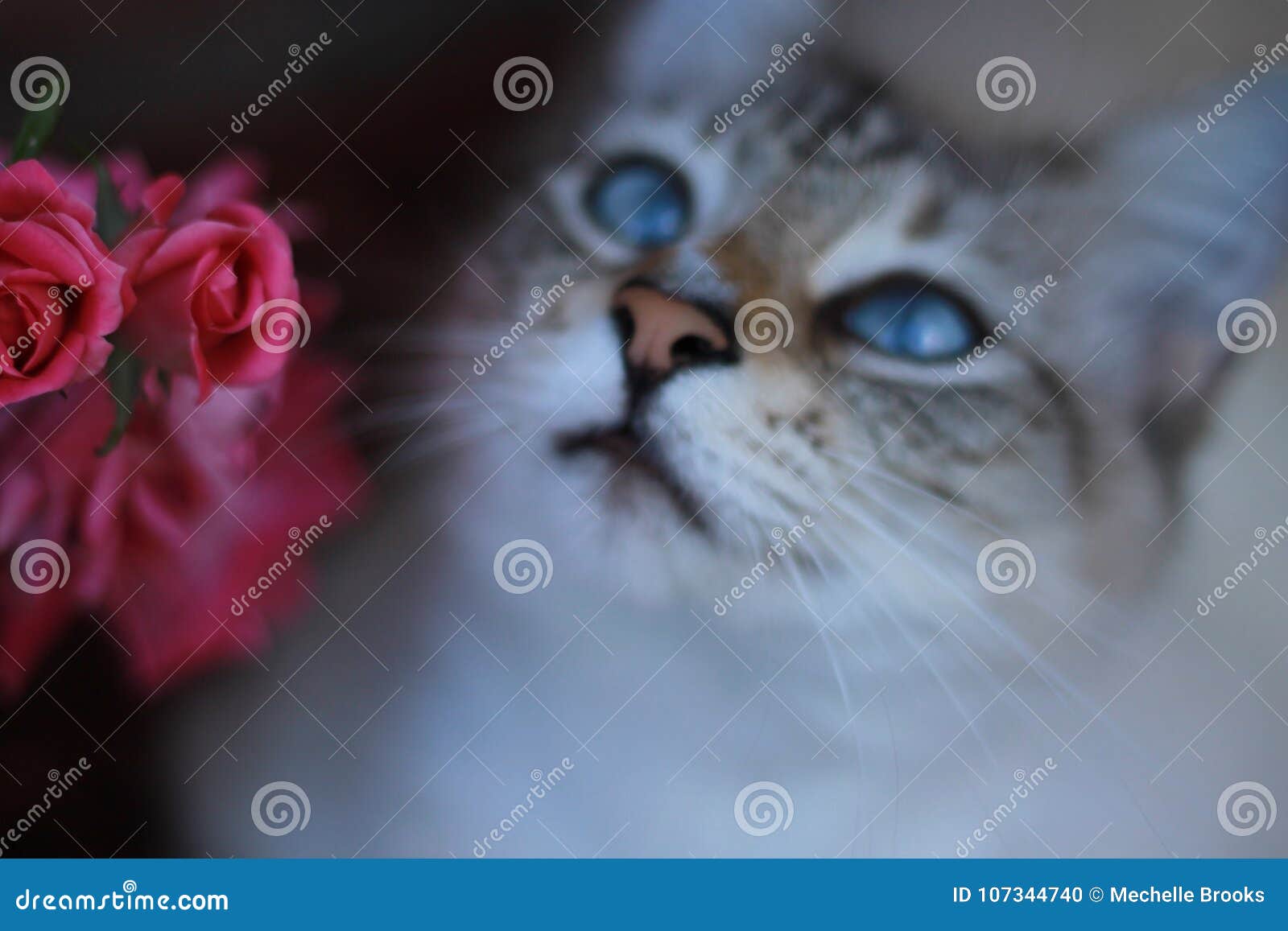 Gato De Kitty Y Rosas Rosadas Foto de archivo - Imagen de doméstico ...