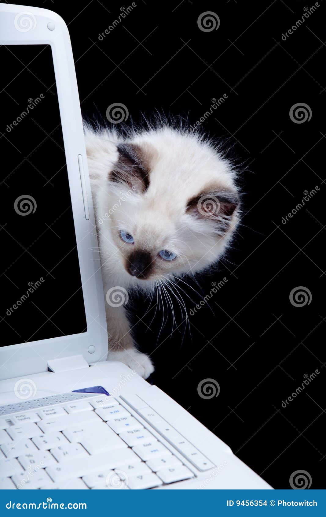 Gato De La Computadora Portátil Foto de archivo - Imagen de animales ...