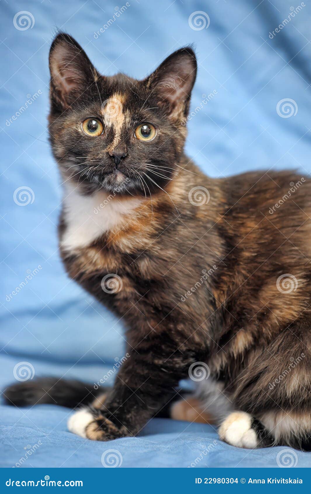 Gato de la concha foto de archivo. Imagen de adorable - 22980304