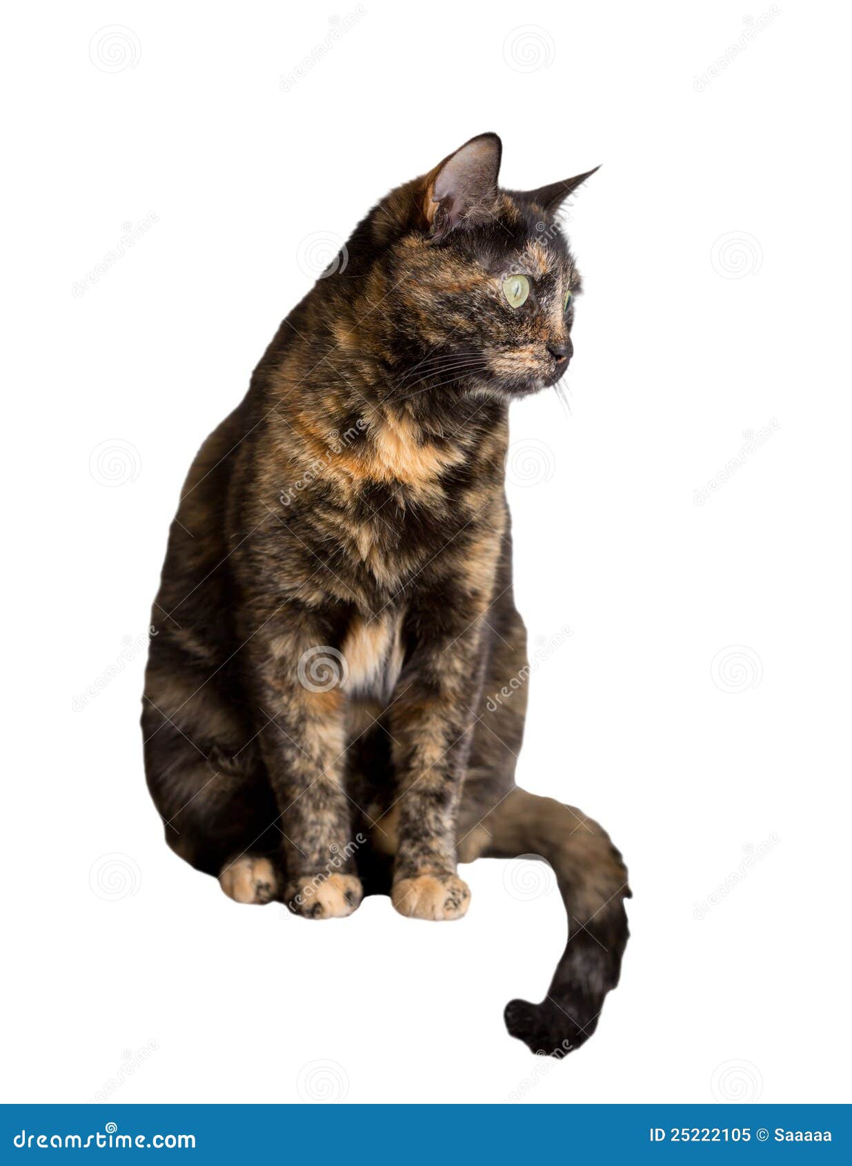 Gato de la concha imagen de archivo. Imagen de gato, carey - 25222105