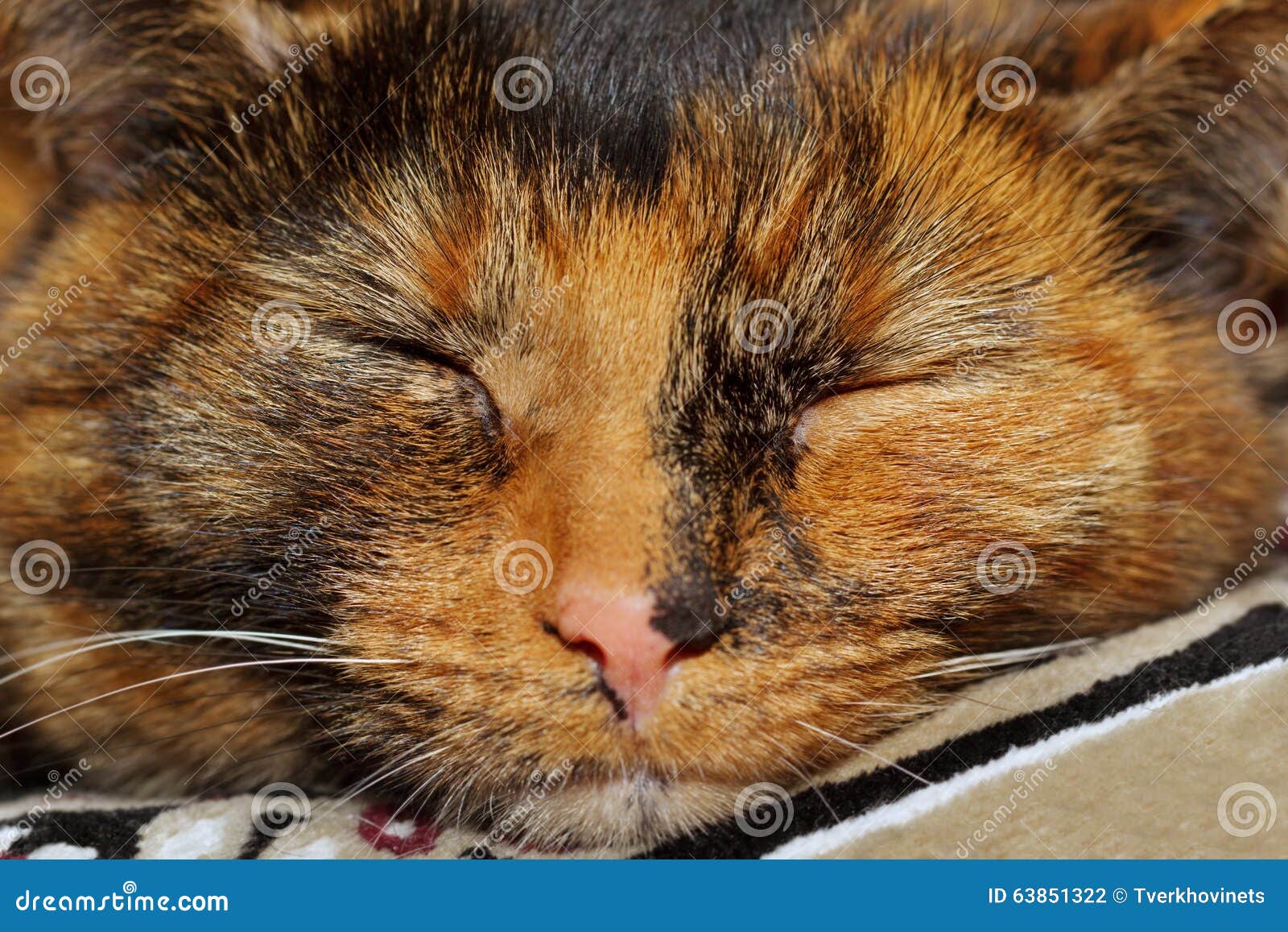 Gato De La Concha El Dormir Foto de archivo - Imagen de gatito, retrato ...