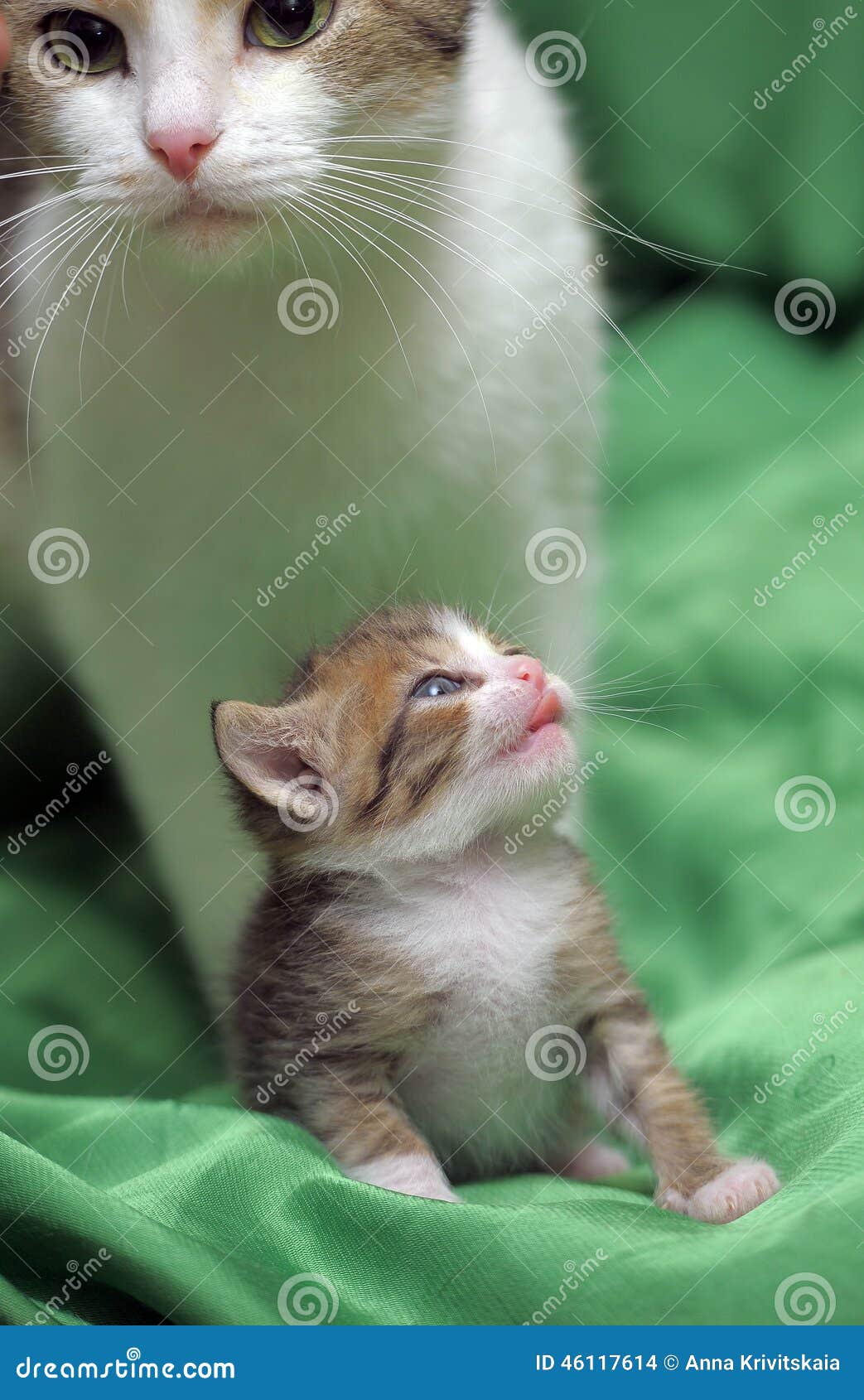 Gato De La Mamá Con Un Gatito Foto de archivo - Imagen de felino ...
