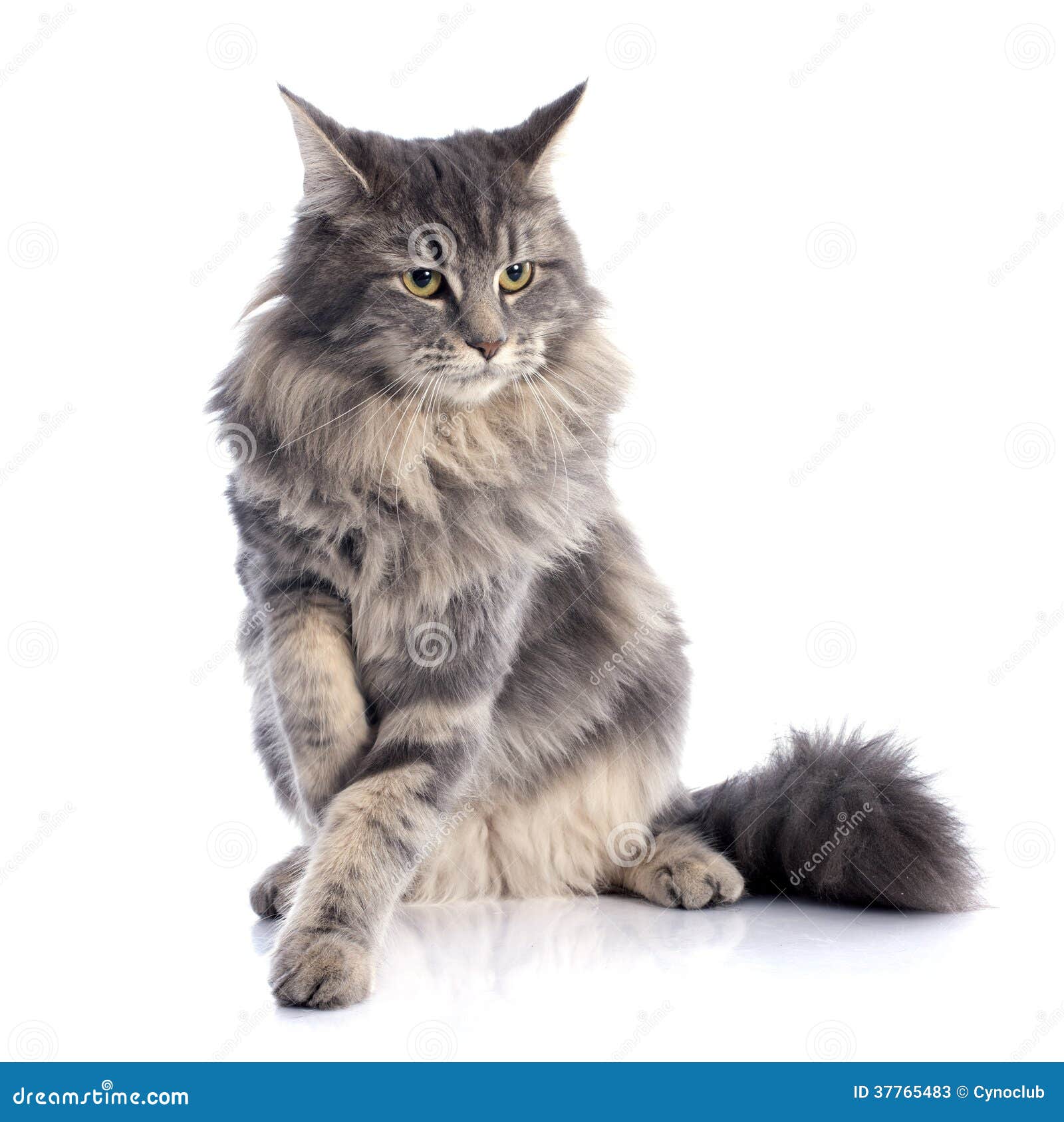 Gato de mapache de Maine imagen de archivo. Imagen de noruego - 37765483