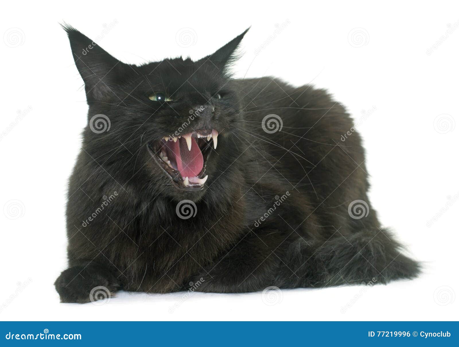 Gato De Mapache Enojado De Maine Foto de archivo - Imagen de fondo ...