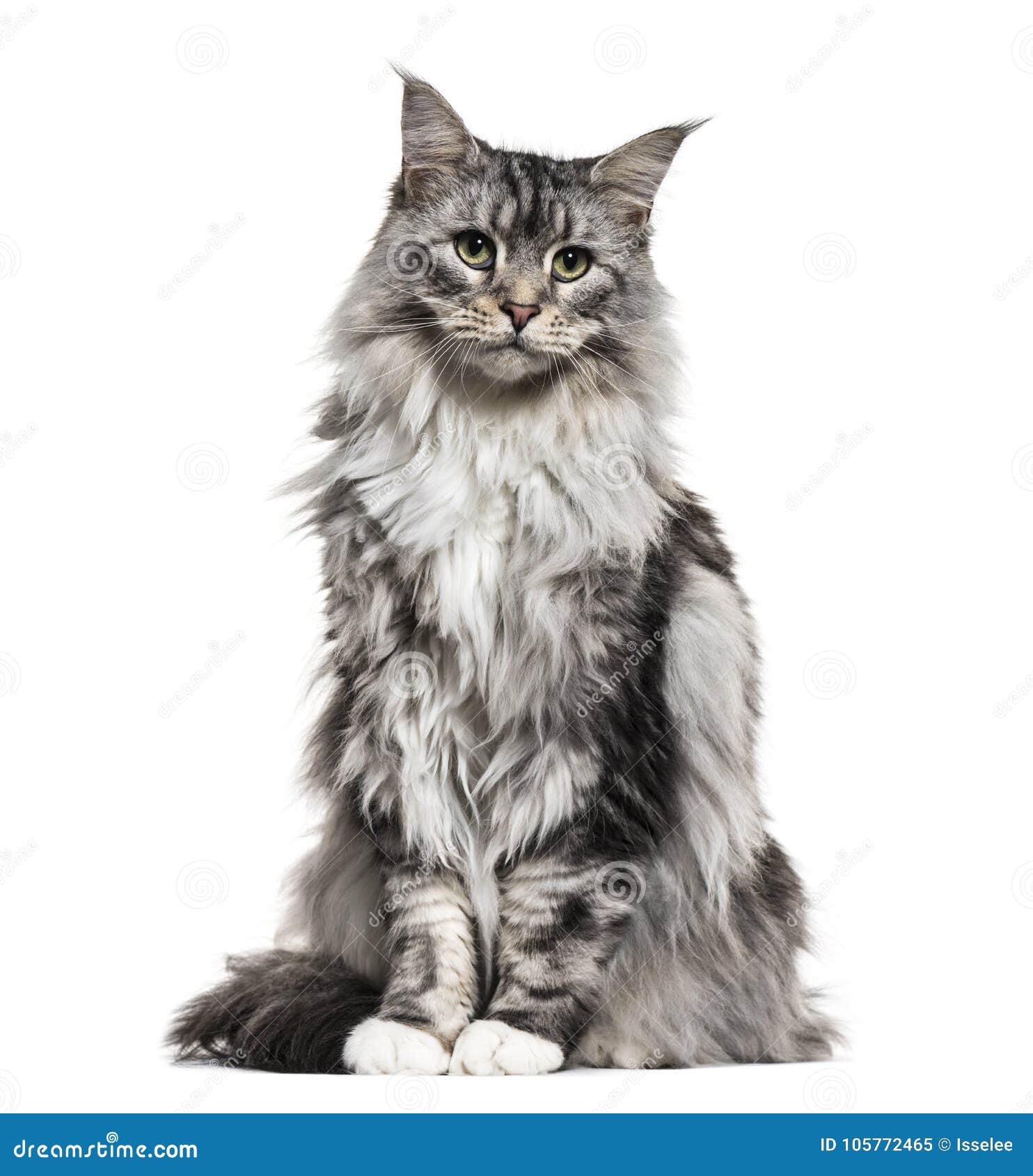 Gato De Mapache Principal, Sentada, Aislada Imagen de archivo - Imagen ...