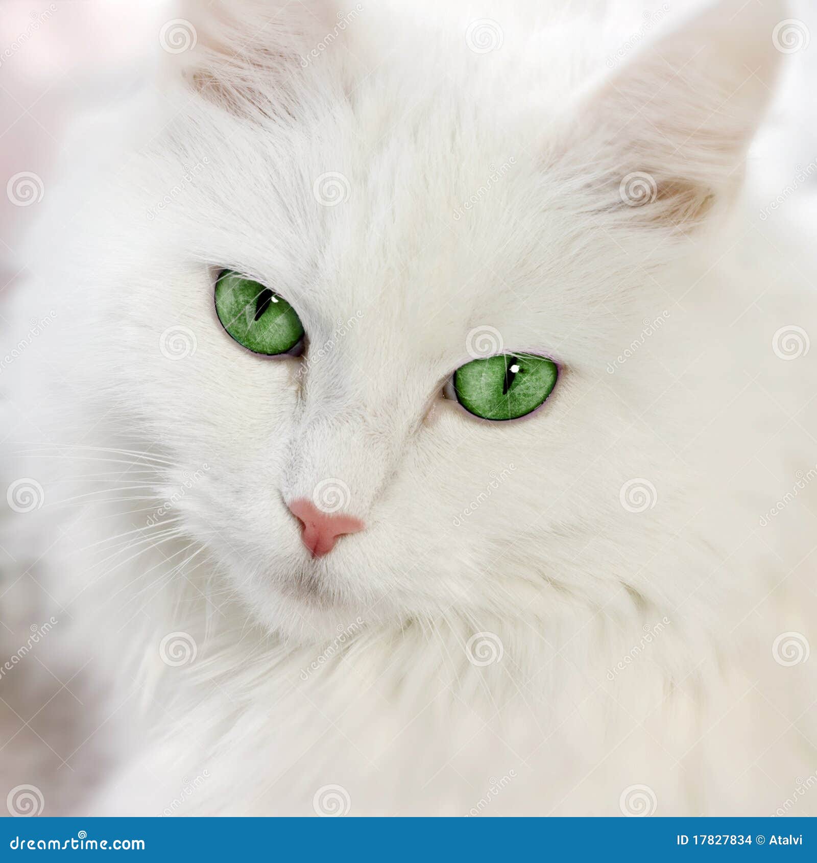 Lindos Gatitos Con Ojos Verdes Hermoso Gato Lindo Con Ojos Verdes En