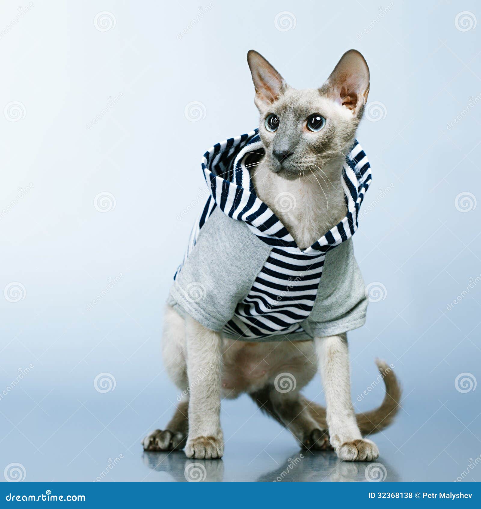 Gato De Peterbald En Sudadera Con Capucha Foto de archivo - Imagen de ...