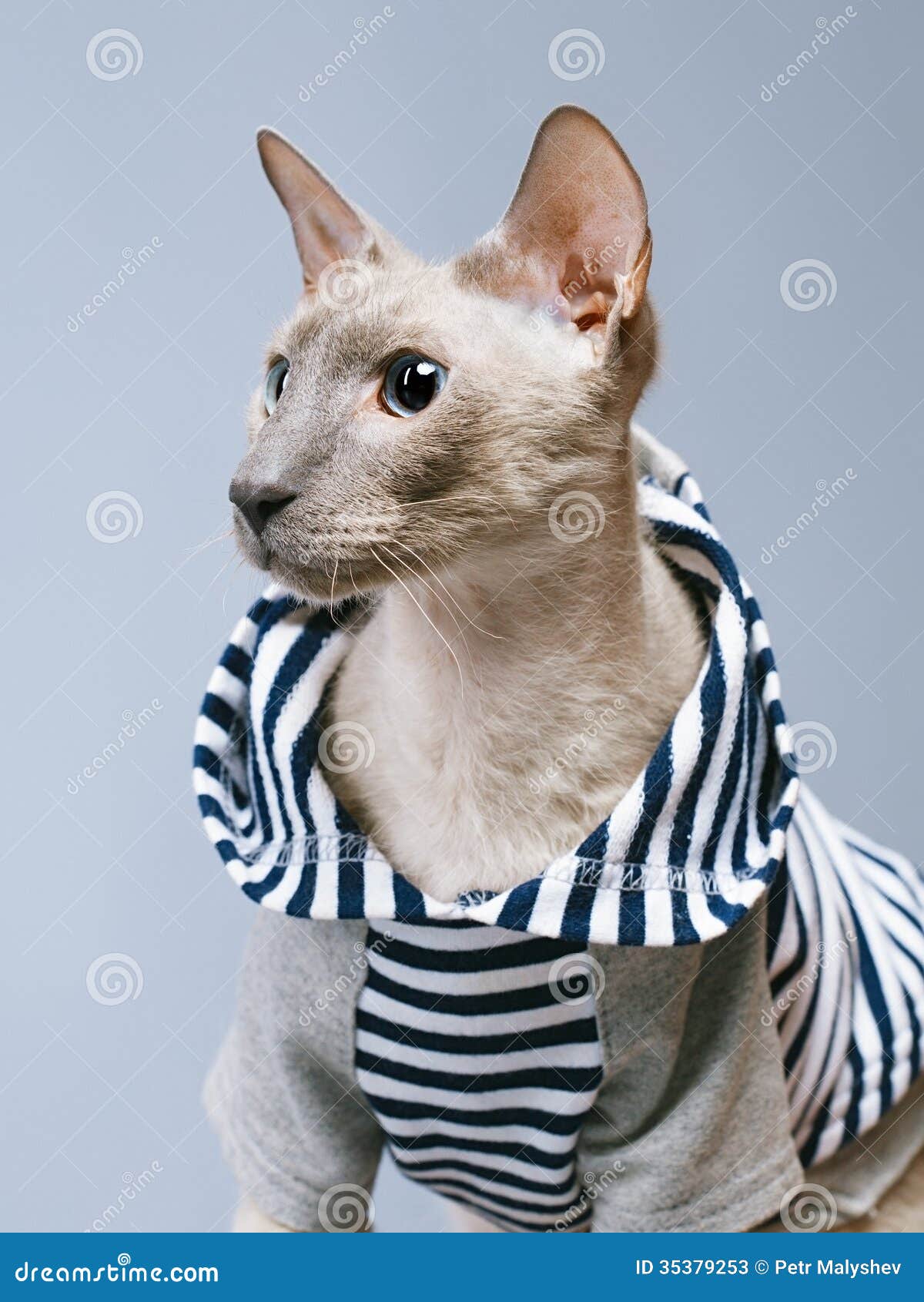 Gato De Peterbald En Sudadera Con Capucha Imagen de archivo - Imagen de ...
