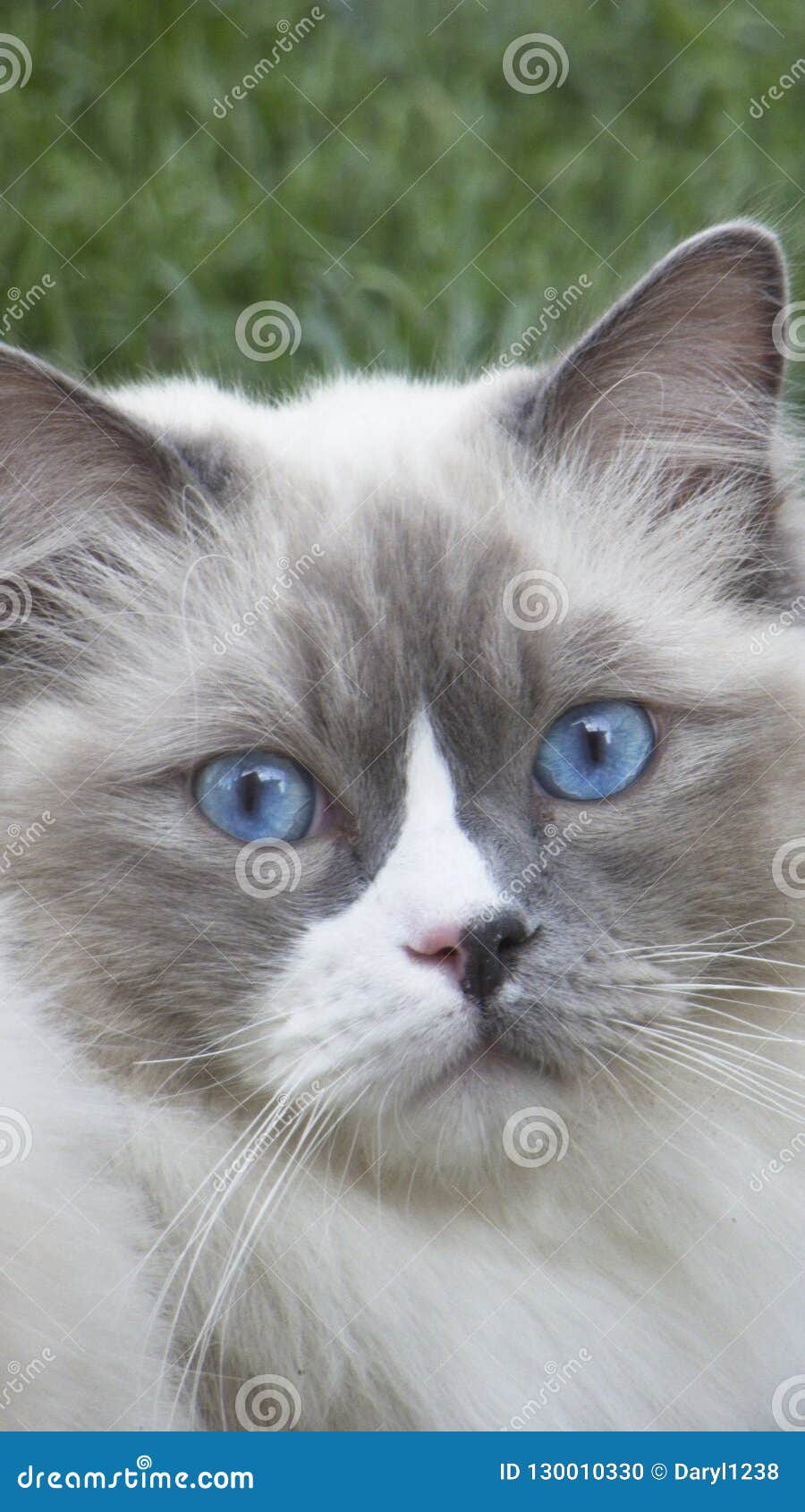 Gato De Ragdoll Com Olhos Azuis Foto de Stock - Imagem de macho, fresco ...