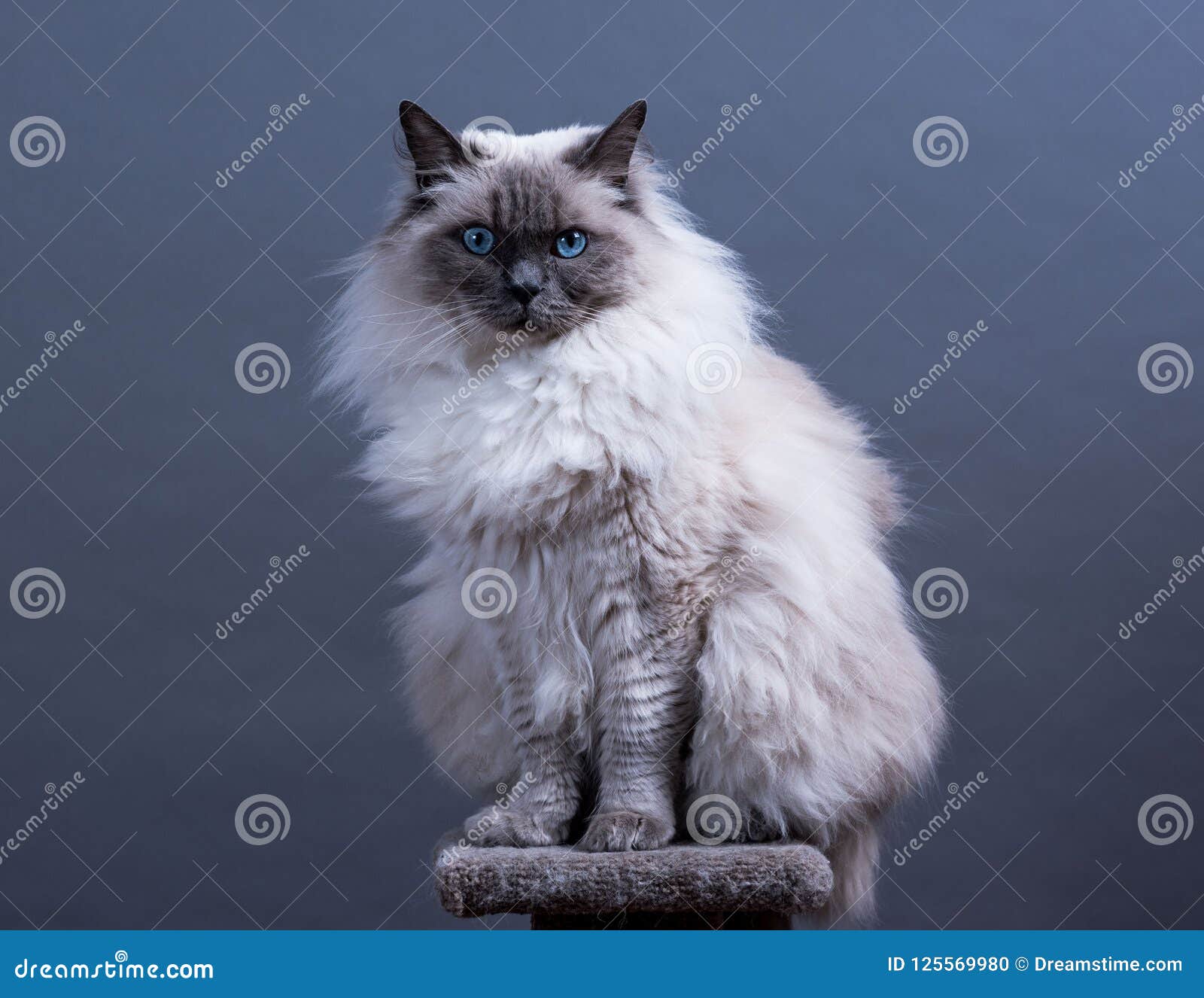 Gato De Ragdoll Del Punto Azul Foto de archivo - Imagen de modelo ...