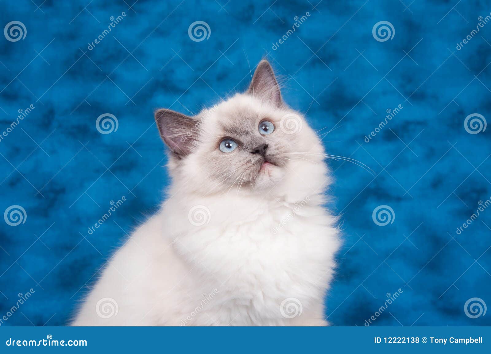 Gato de Ragdoll en azul foto de archivo. Imagen de adorable - 12222138