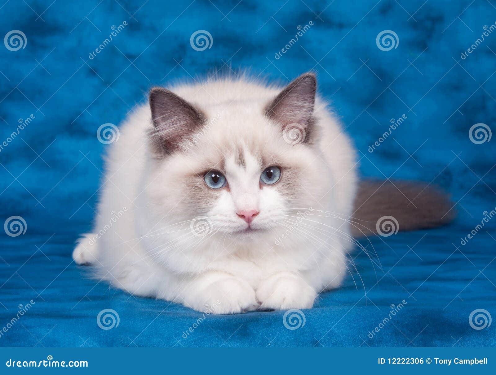 Gato de Ragdoll no azul foto de stock. Imagem de colocar - 12222306