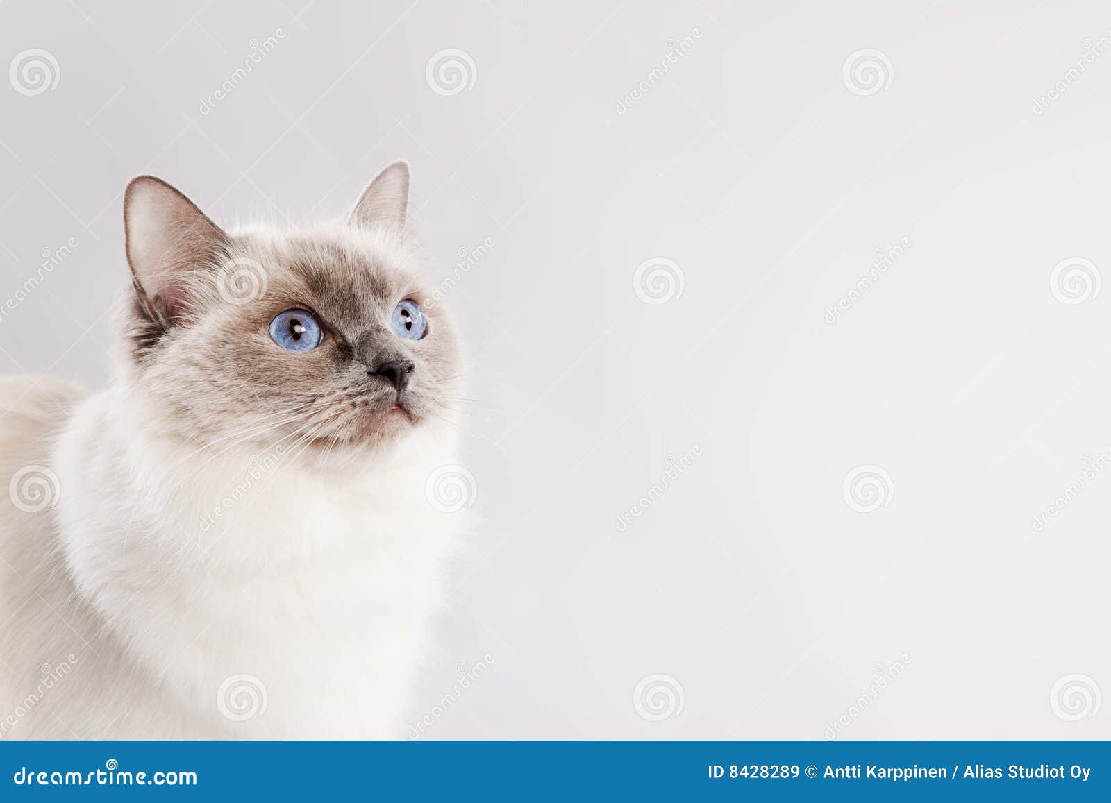 Gato De Ragdoll Sobre Gris Claro Imagen de archivo - Imagen de blanco ...