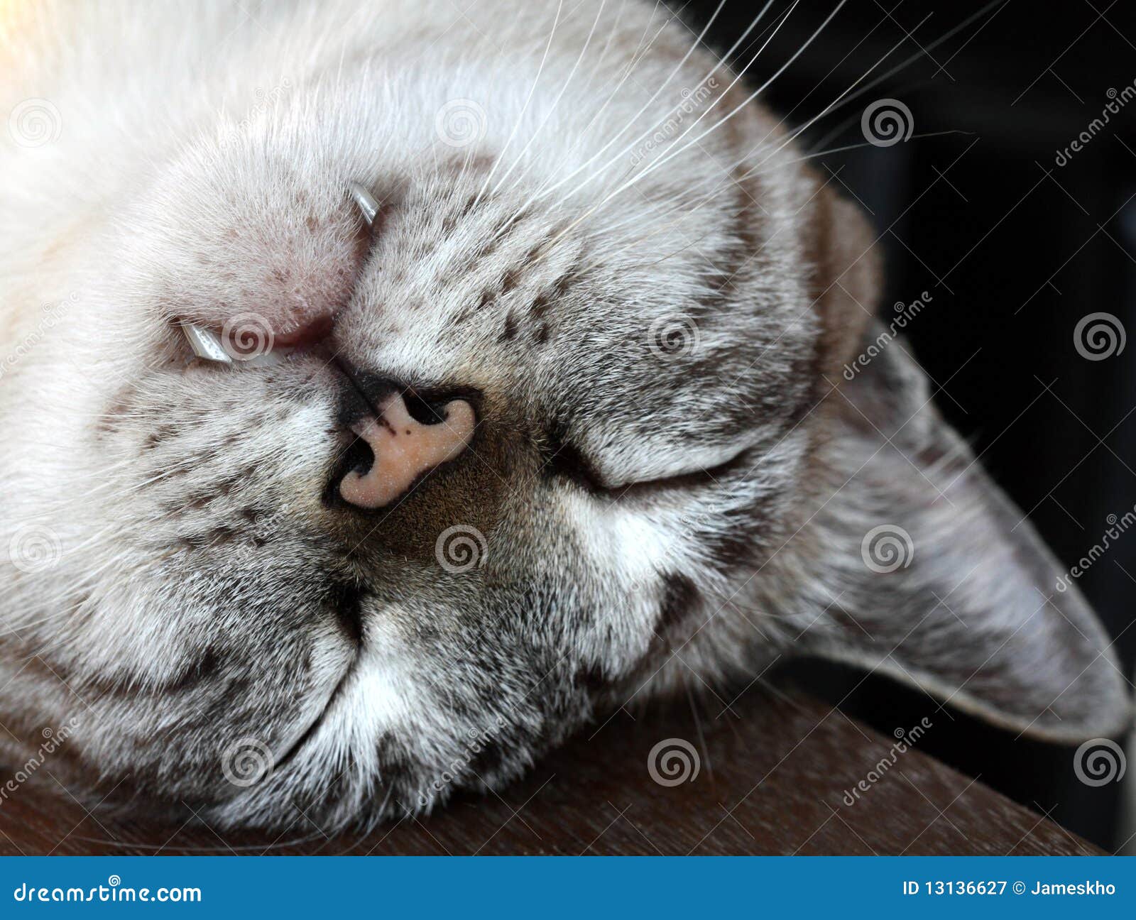 Gato de relaxamento imagem de stock. Imagem de fofofo - 13136627