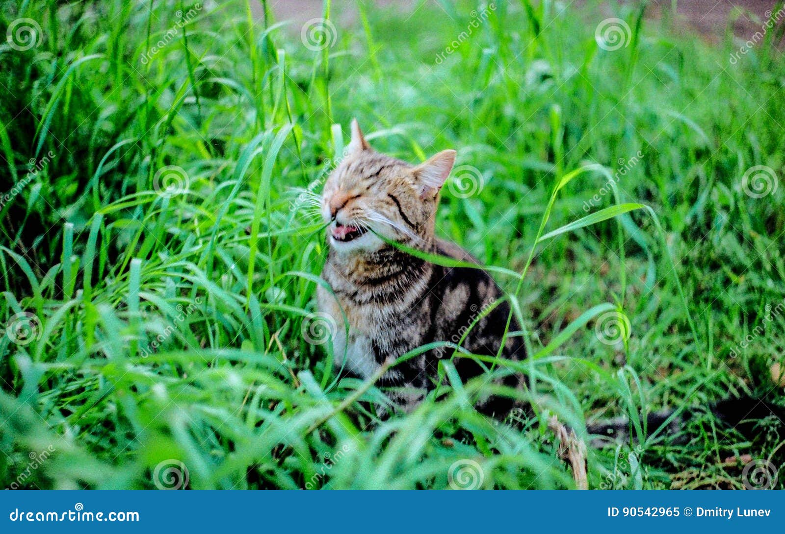 Gato de risa imagen de archivo. Imagen de riéndose, gatos - 90542965