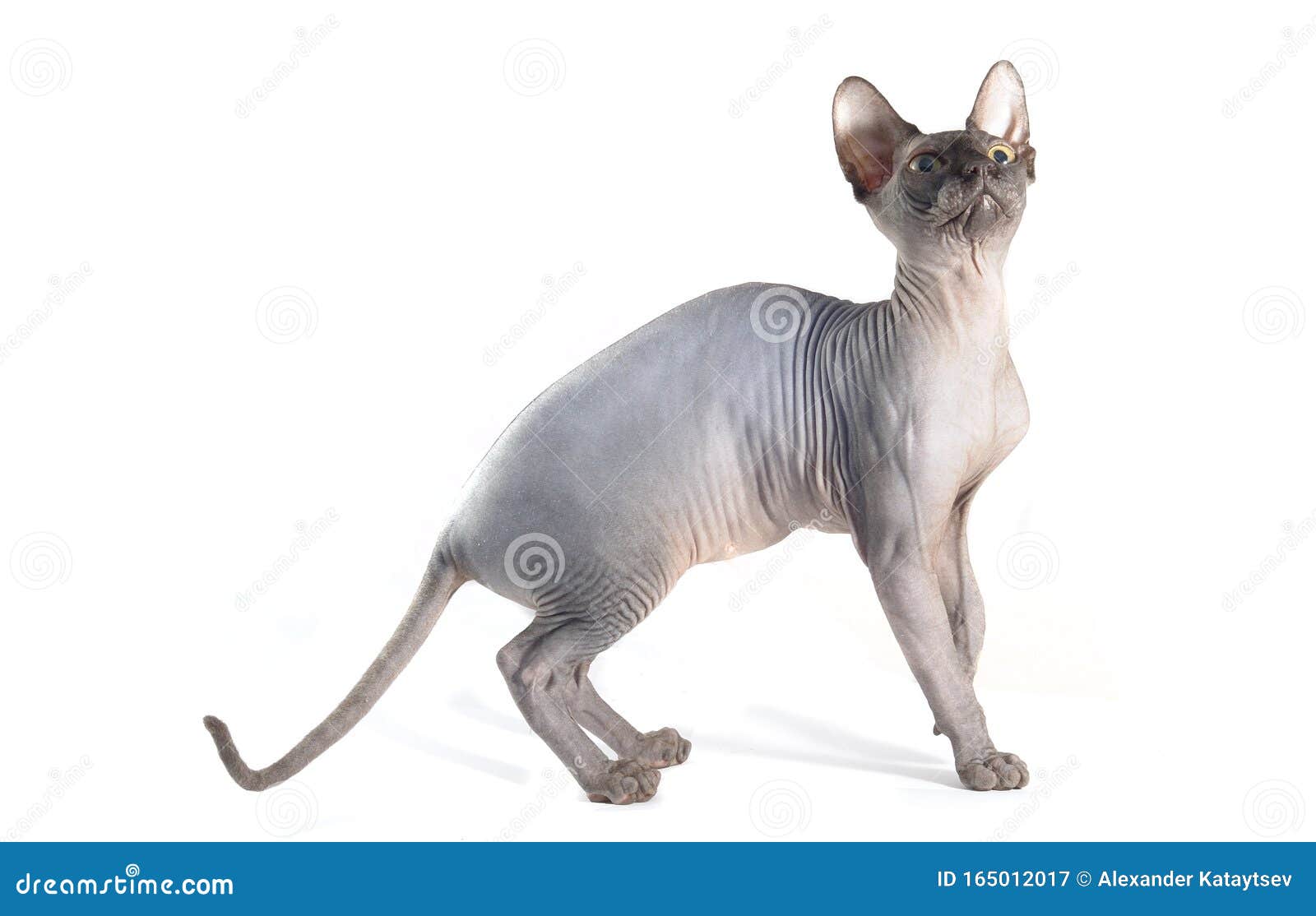 Gato De Sfinx Aislado En Blanco Imagen de archivo - Imagen de mascota ...