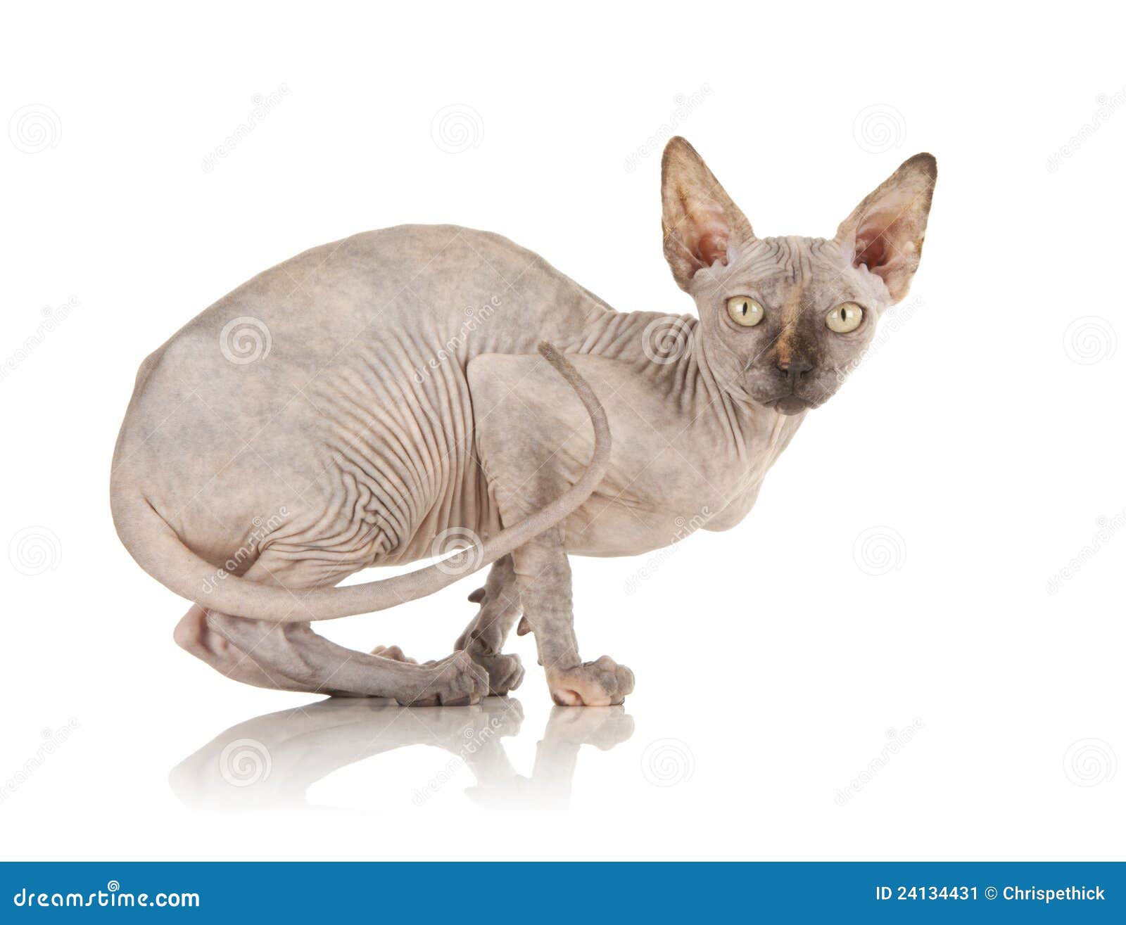Gato de Sphynx imagen de archivo. Imagen de calvo, gato - 24134431