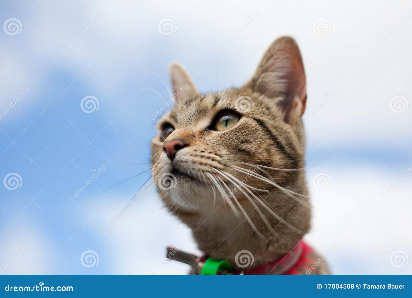 Gato De Tabby Que Olha Fixamente No Céu Azul Foto de Stock - Imagem de ...