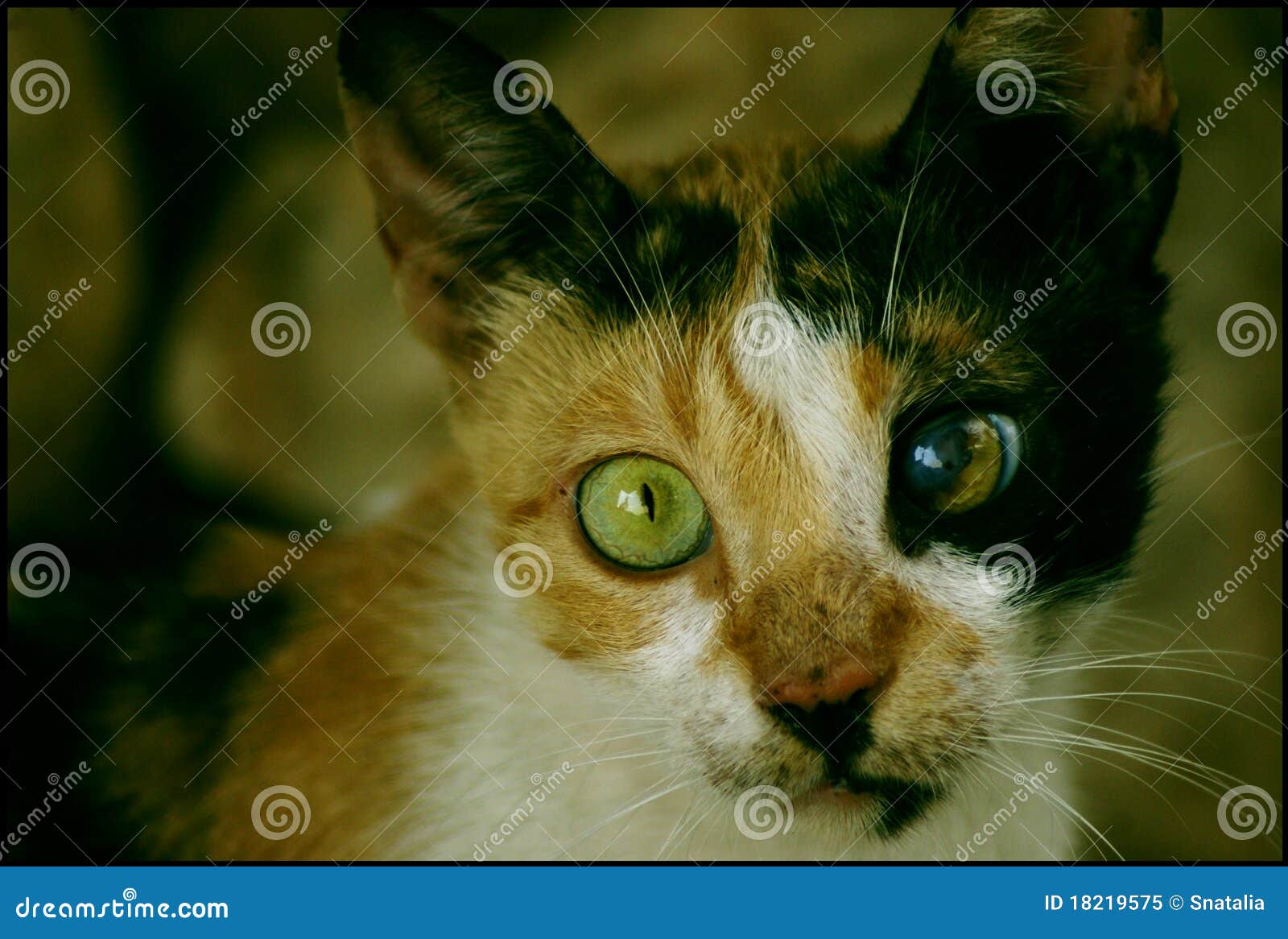 Gato deficiente imagem de stock. Imagem de deficiente - 18219575