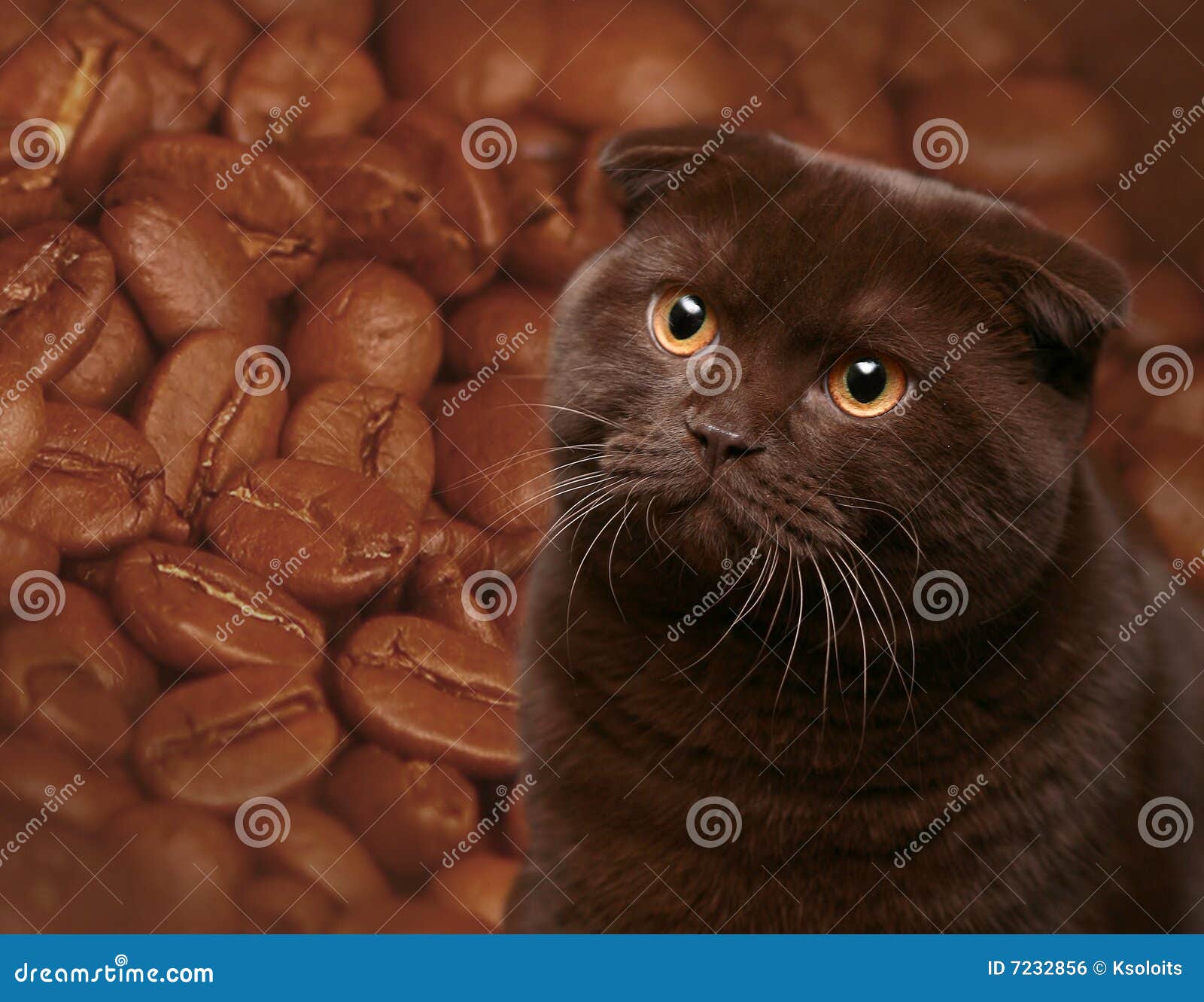 Gato del chocolate foto de archivo. Imagen de gatito, mascota - 7232856