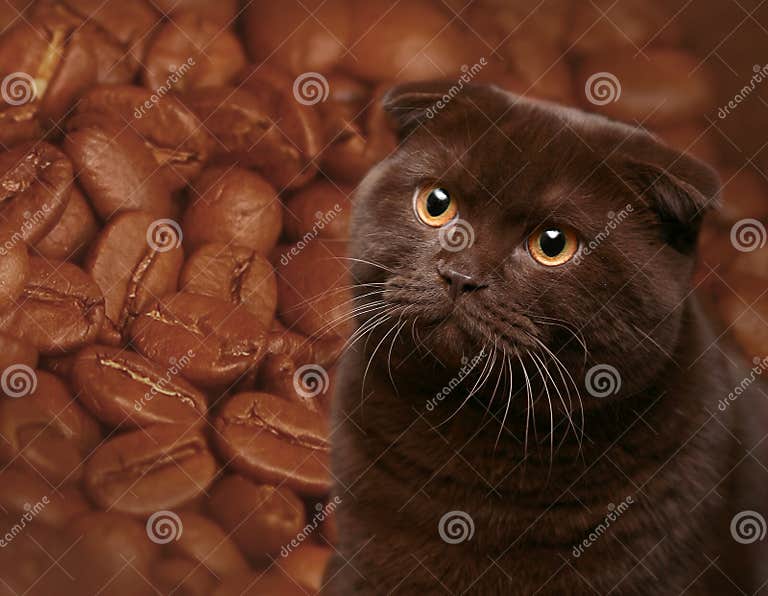 Gato del chocolate foto de archivo. Imagen de gatito, mascota - 7232856