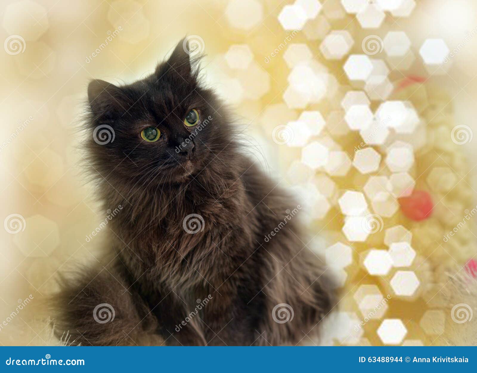 Gato del chocolate de York foto de archivo. Imagen de felino - 63488944