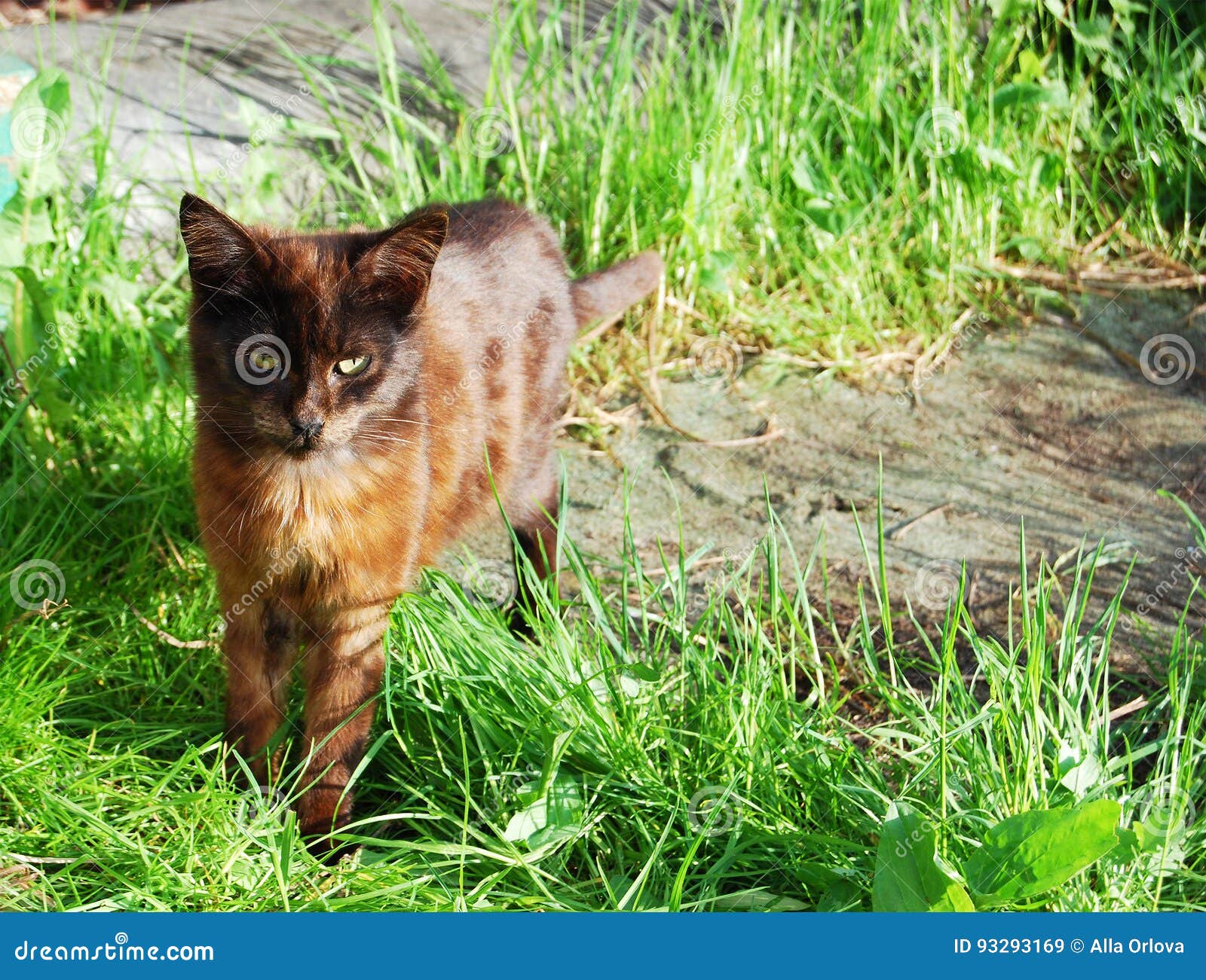 Gato Del Color Del Chocolate Imagen de archivo - Imagen de gatito ...