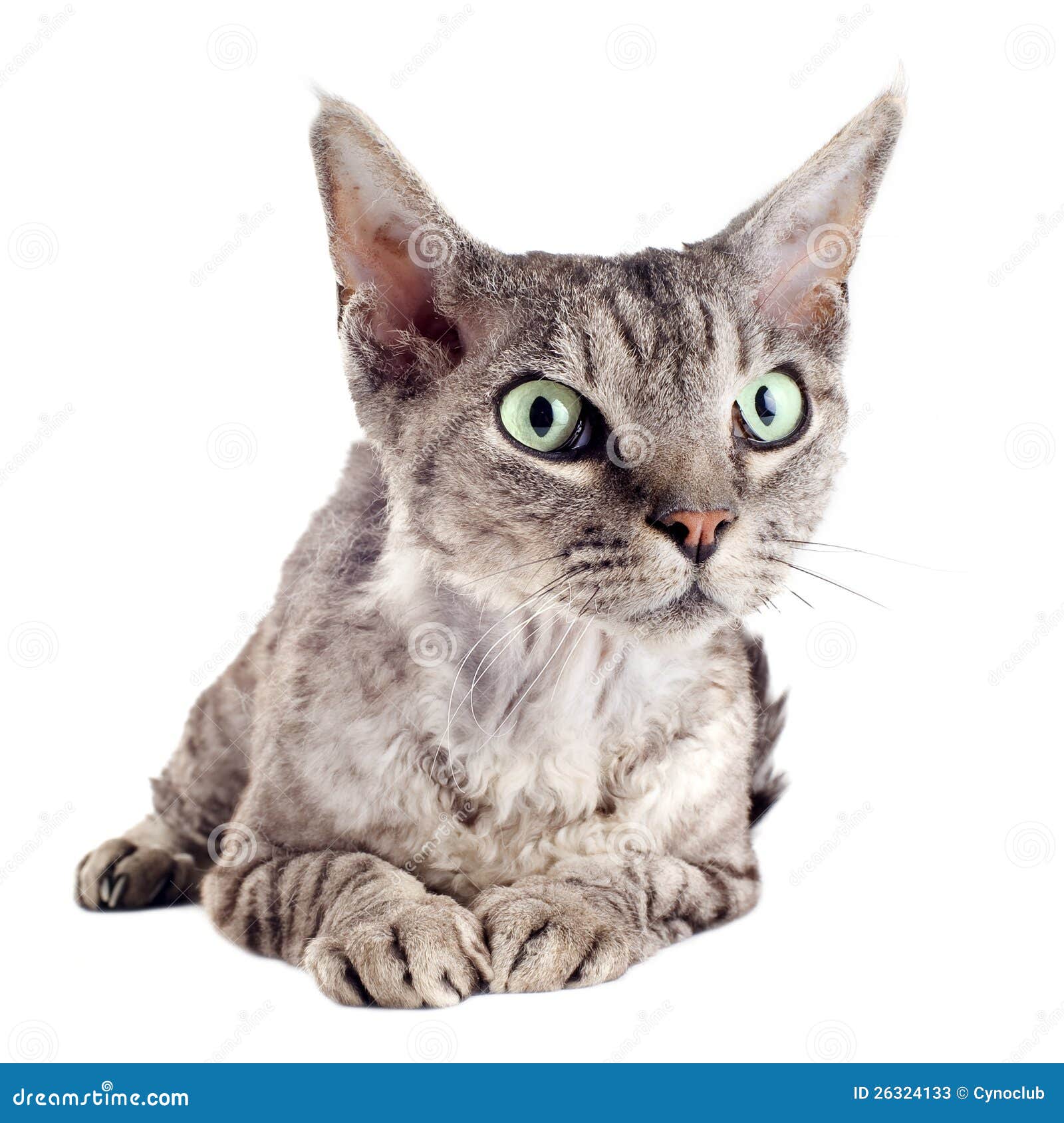Gato del rex de Devon imagen de archivo. Imagen de mascota - 26324133