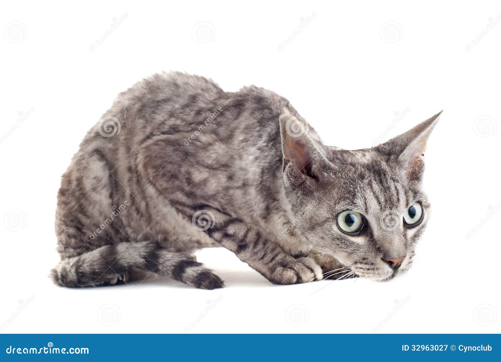 Gato del rex de Devon imagen de archivo. Imagen de purebred - 32963027