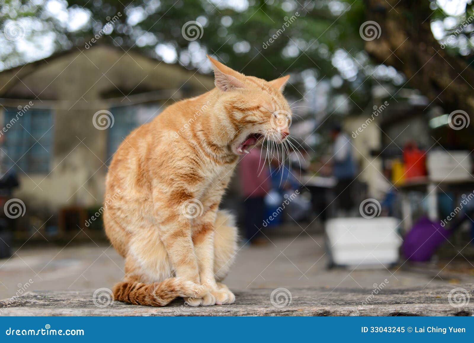 Gato del rugido imagen de archivo. Imagen de animal, interesante - 33043245