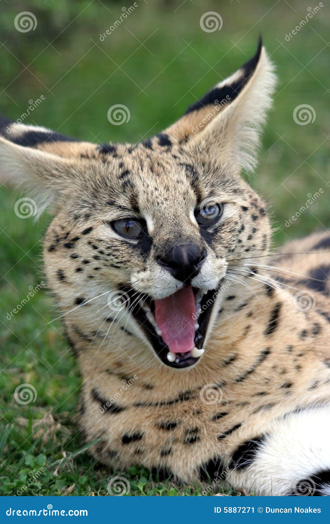 Gato del Serval imagen de archivo. Imagen de animal, negro - 5887271