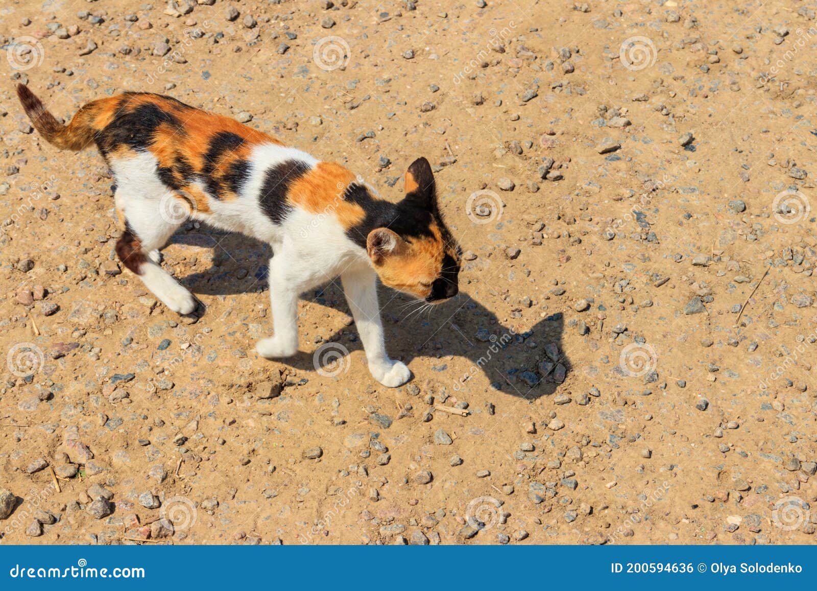 Gato delgado en el parque foto de archivo. Imagen de flaco - 200594636