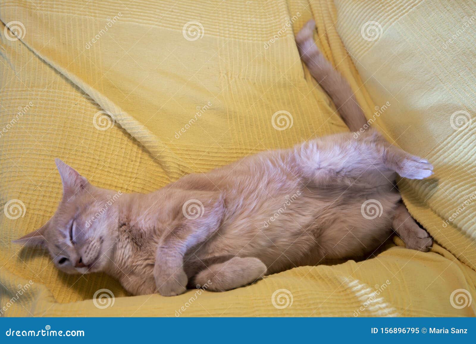 Gato Despertando Suavemente a Otro Para Jugar Imagen de archivo ...