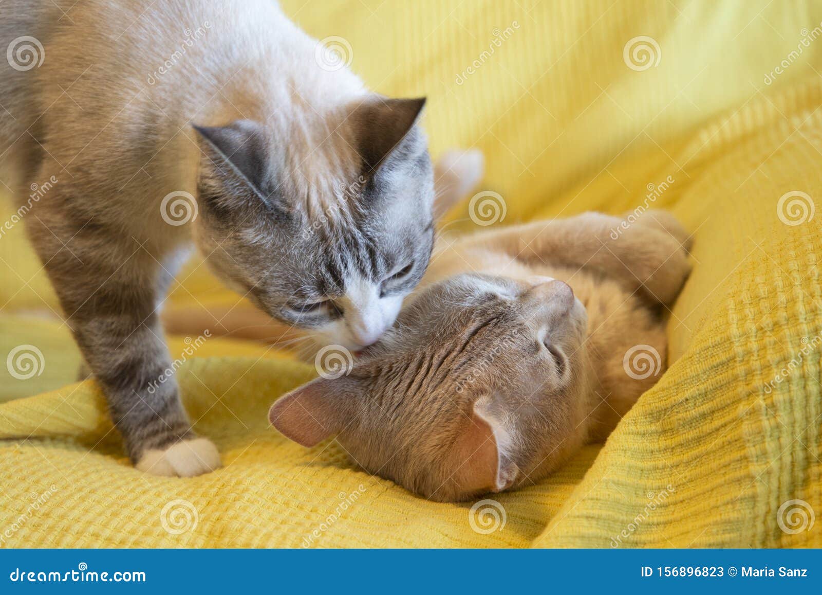 Gato Despertando Suavemente a Otro Para Jugar Imagen de archivo ...