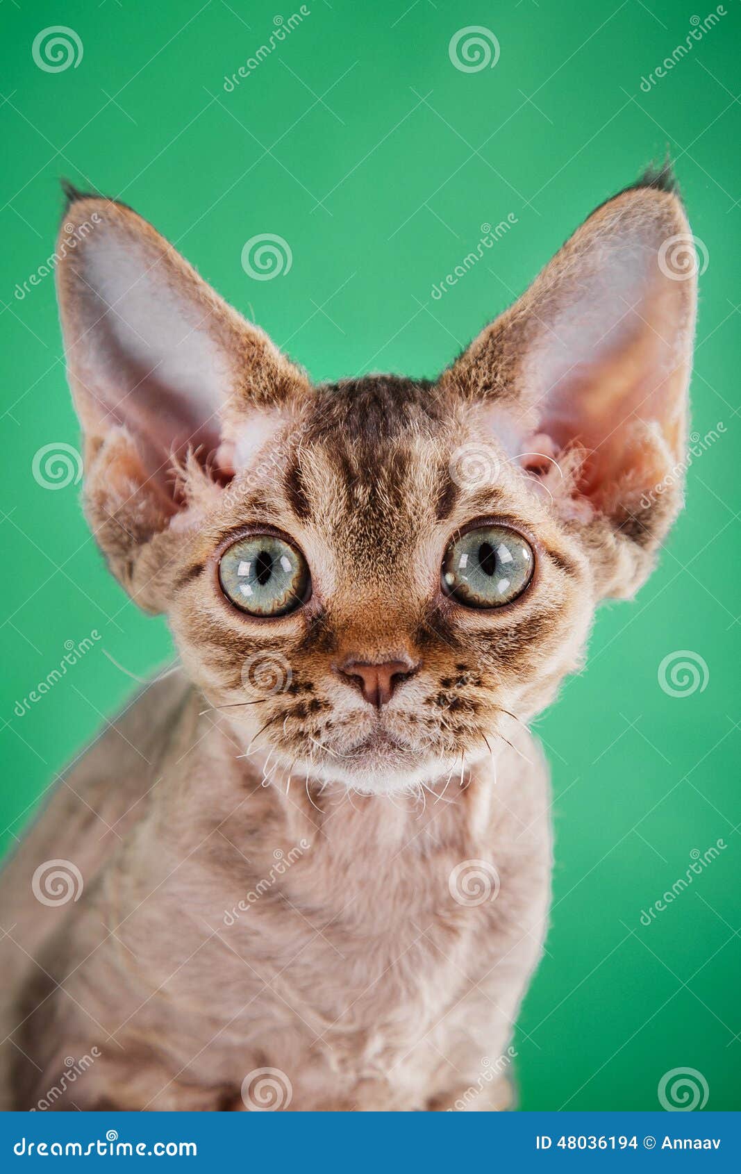 Gato - Devon Rex foto de archivo. Imagen de aislado, casta - 48036194