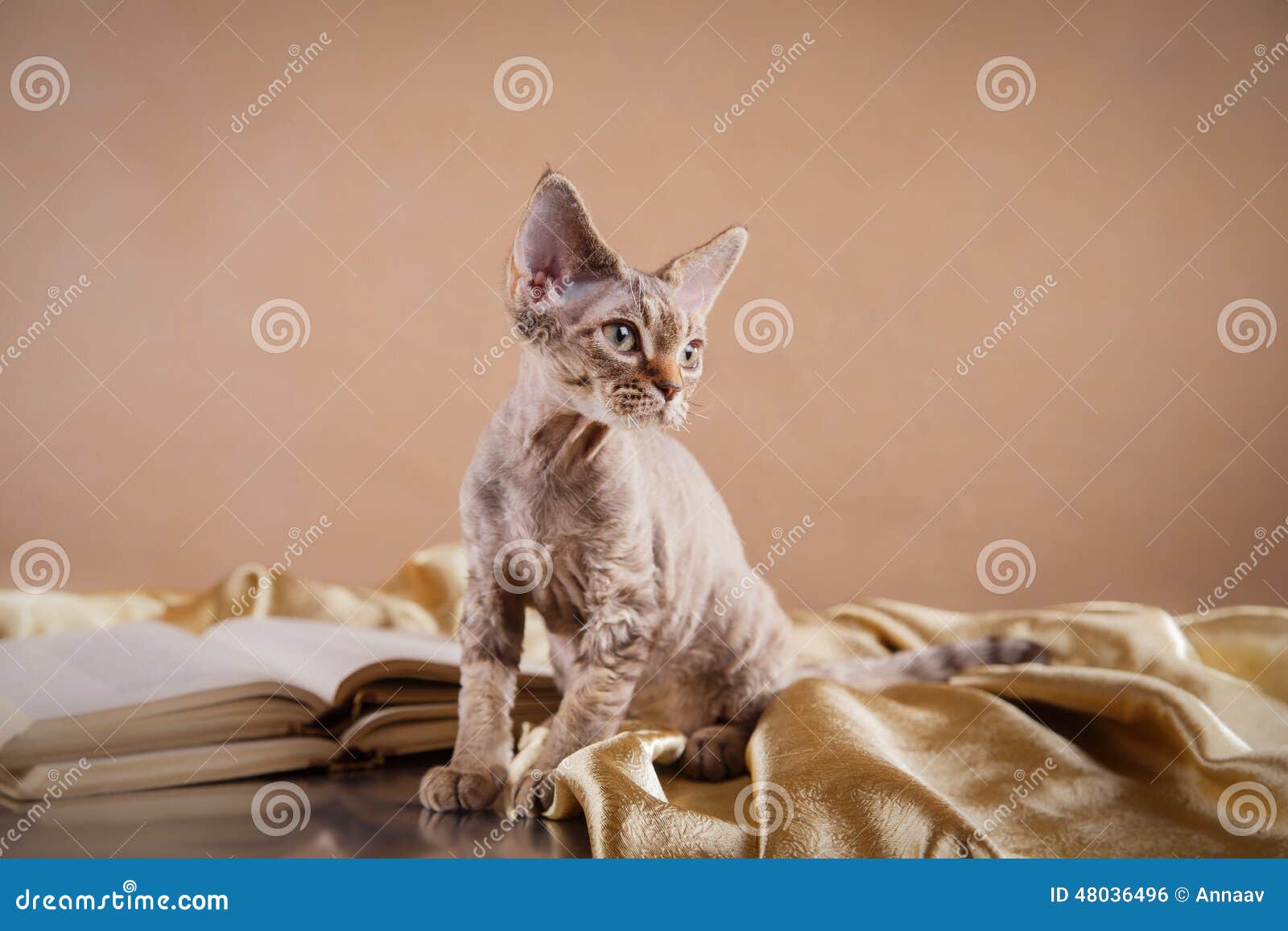 Gato - Devon Rex foto de archivo. Imagen de pelo, mirando - 48036496