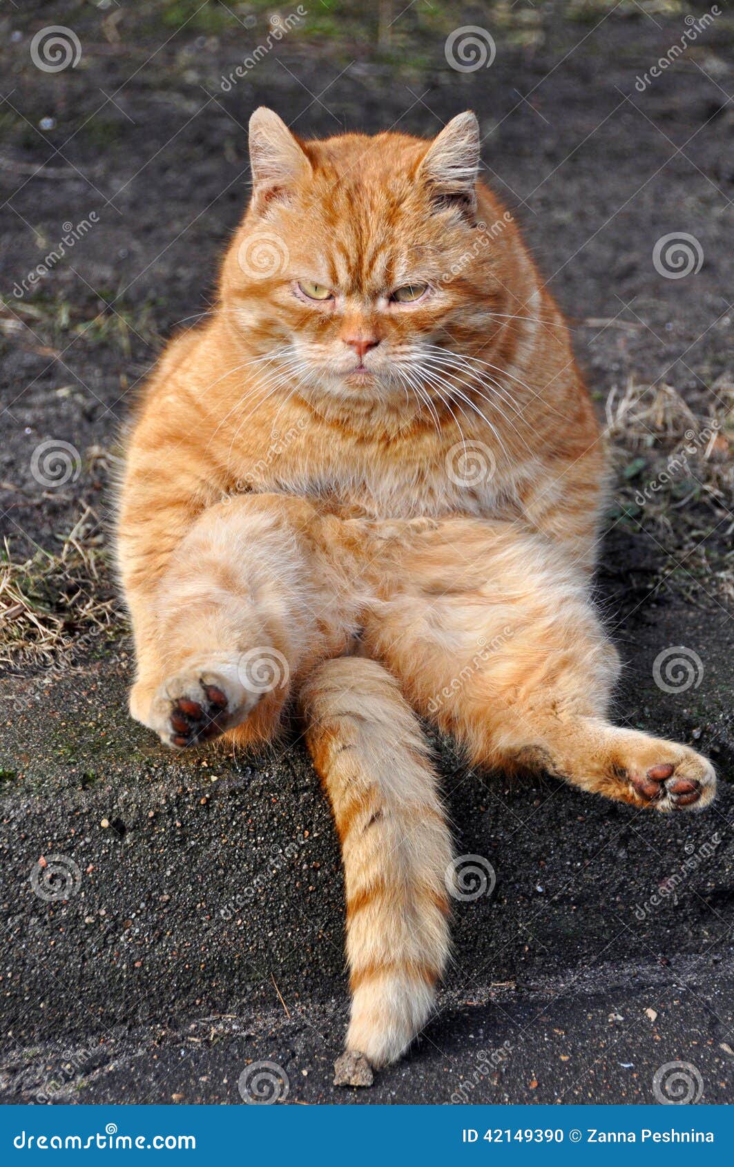 Gato divertido de Garfield foto de archivo. Imagen de adorable - 42149390