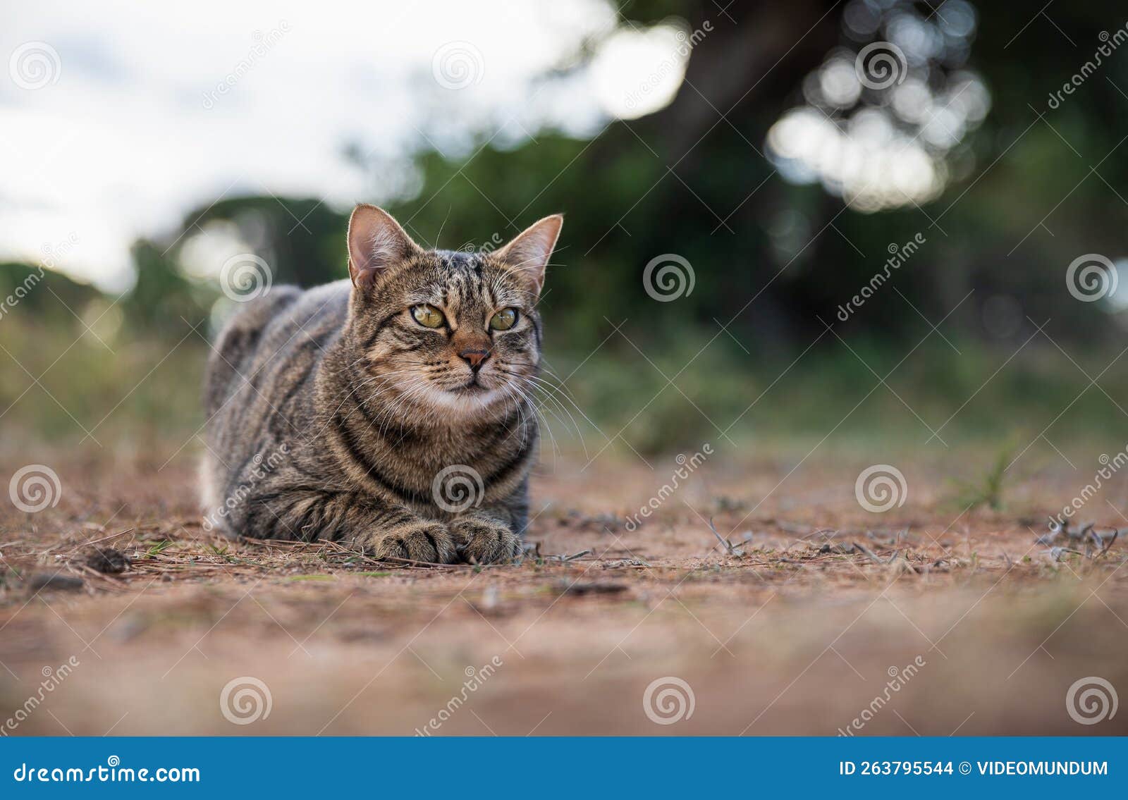 Gato-do-mato Deitado Na Terra E Observando Foto de Stock - Imagem de ...